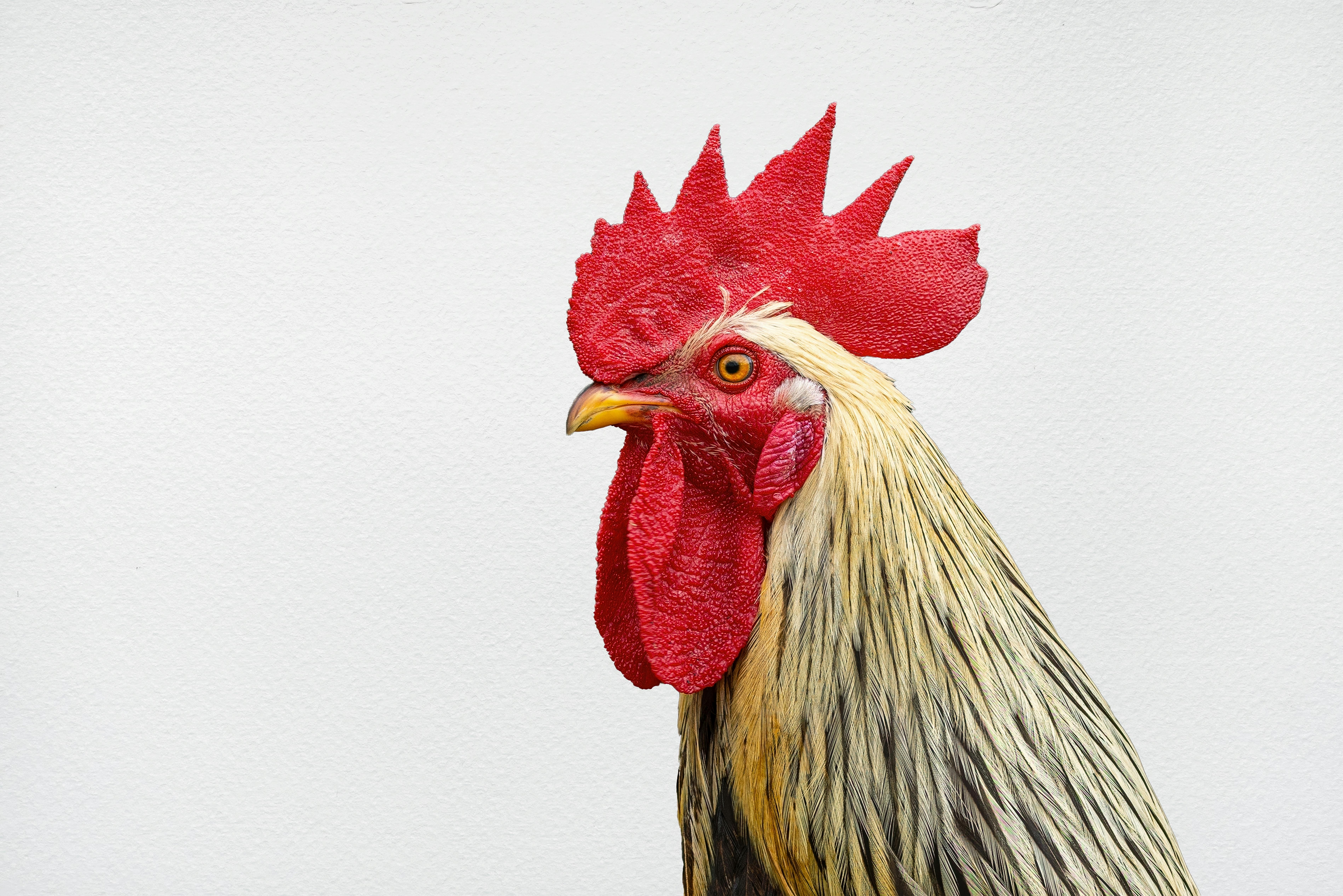 Foto stok gratis tentang alam, amerika serikat, amerika utara, ayam ...