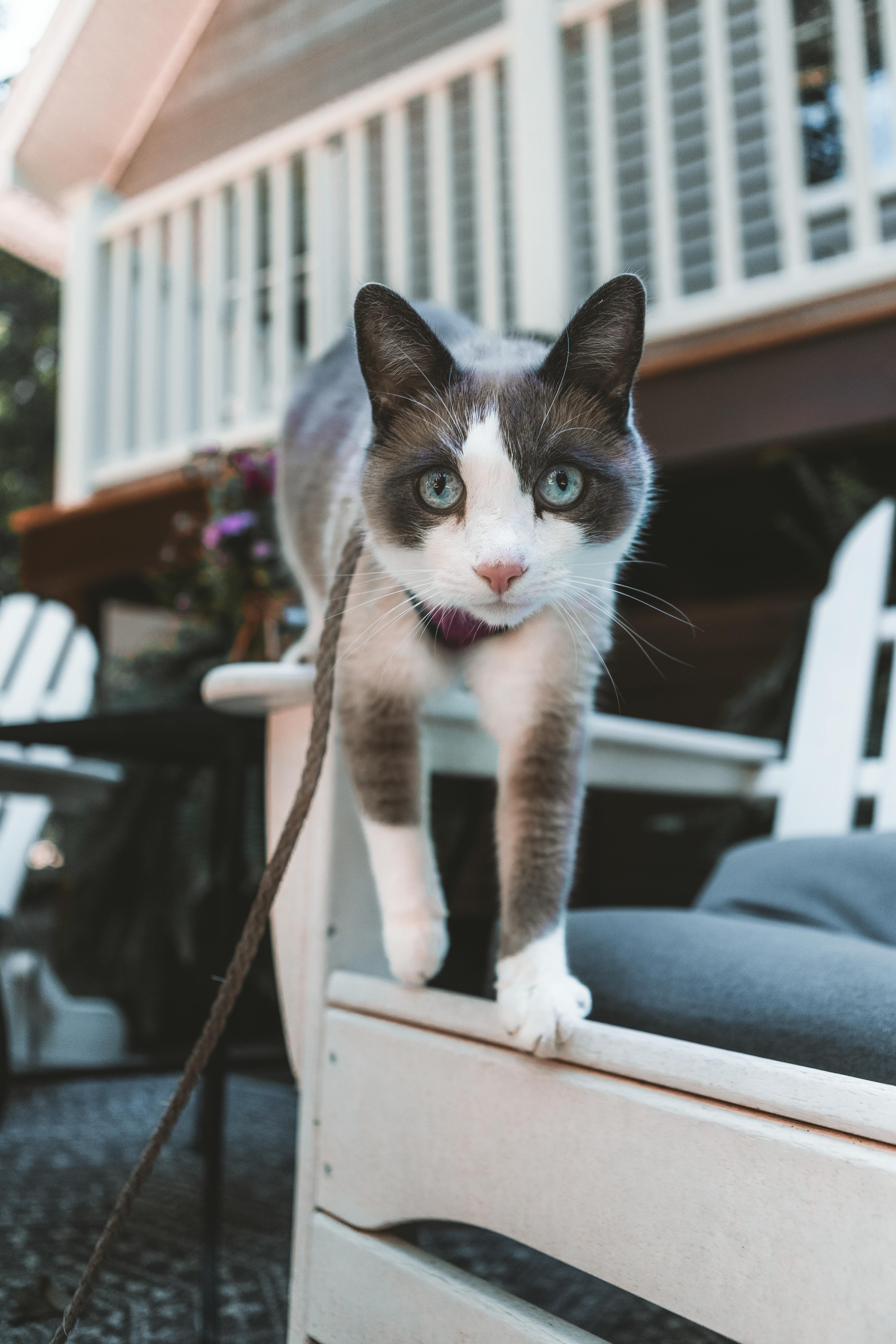 Photo of jessie, a cat in portland, oregon, usa · Free Stock Photo