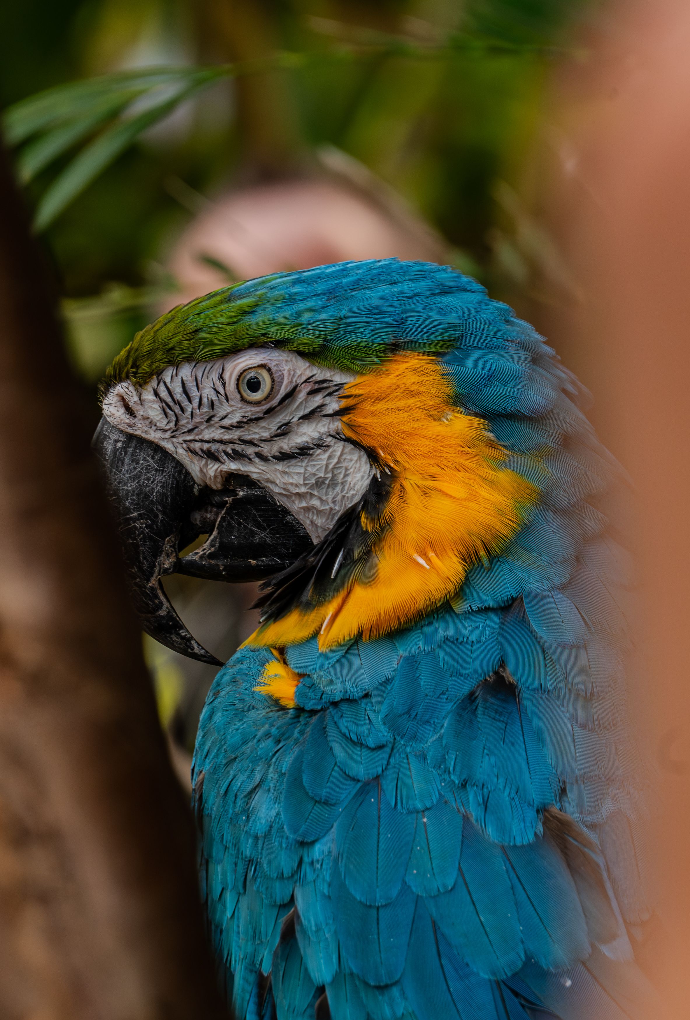 Close-up Photography of a Blue-and-Yellow Macaw · Free Stock Photo