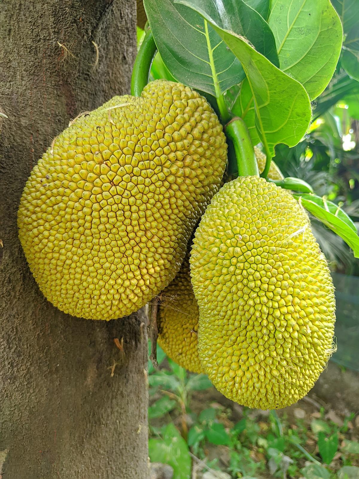 Jackfruit Photos, Download The BEST Free Jackfruit Stock Photos & HD Images
