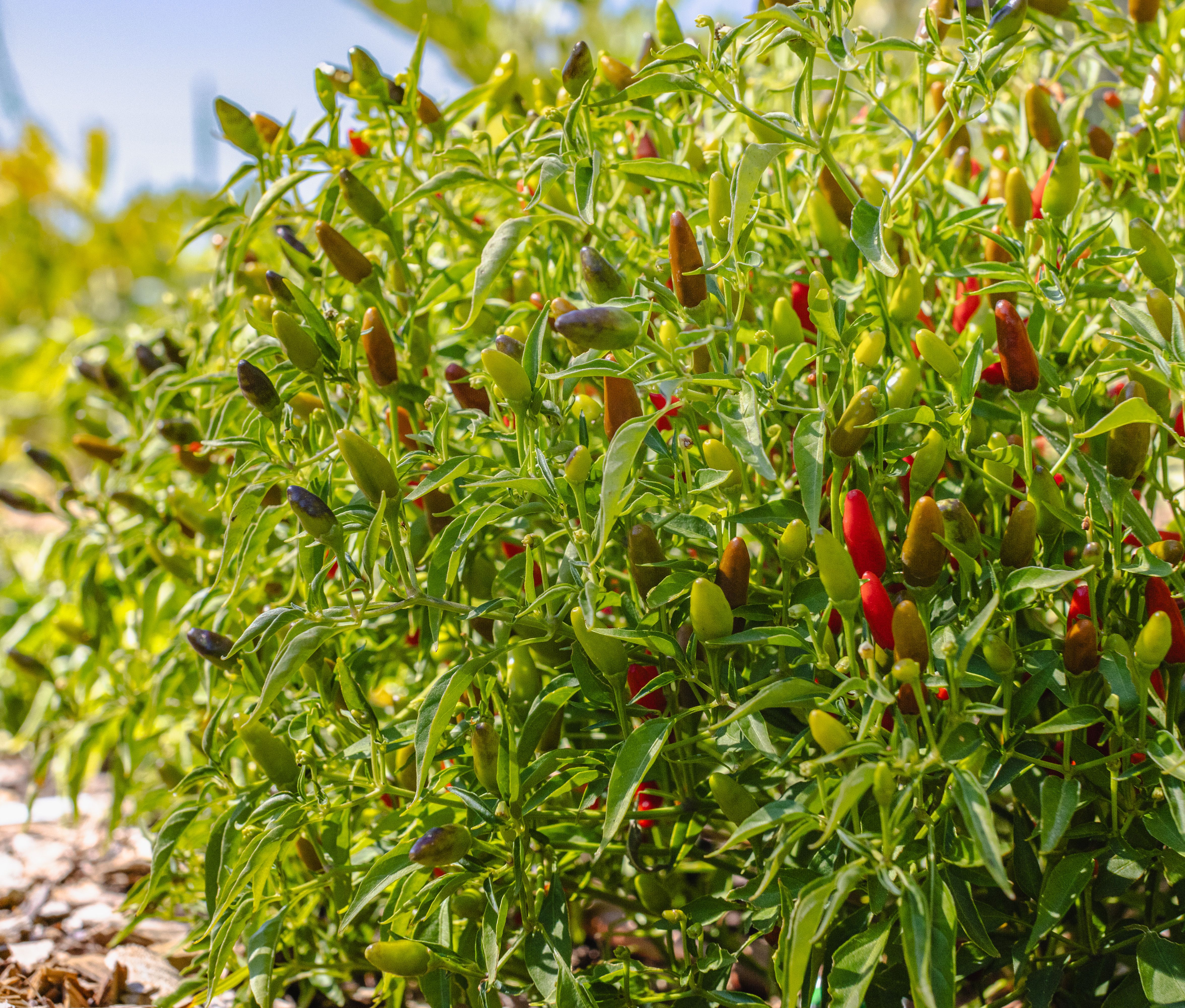Foto de stock gratuita sobre agricultura, agronomía, ají rojo, botánico ...