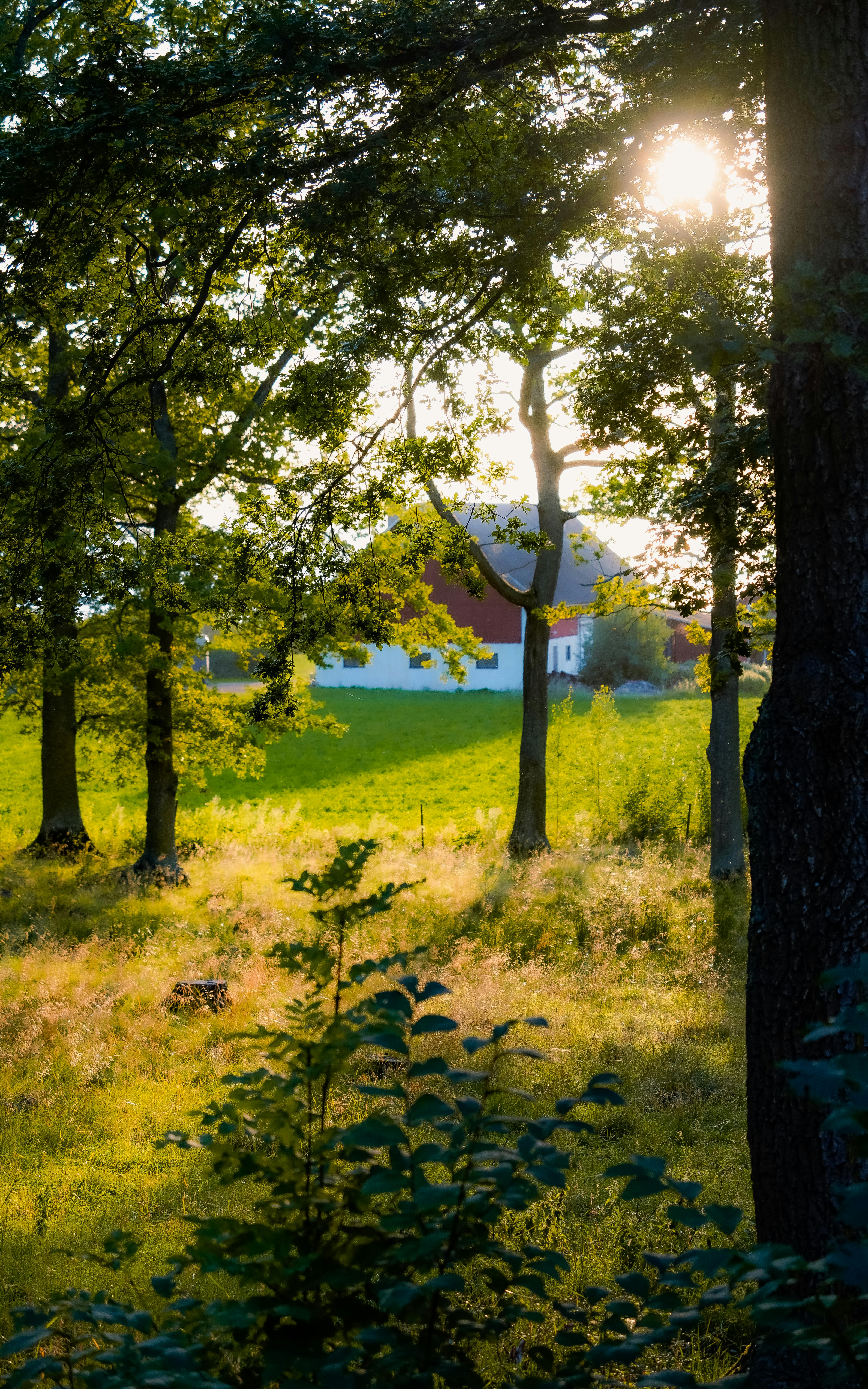 Scenic View of the Trees · Free Stock Photo
