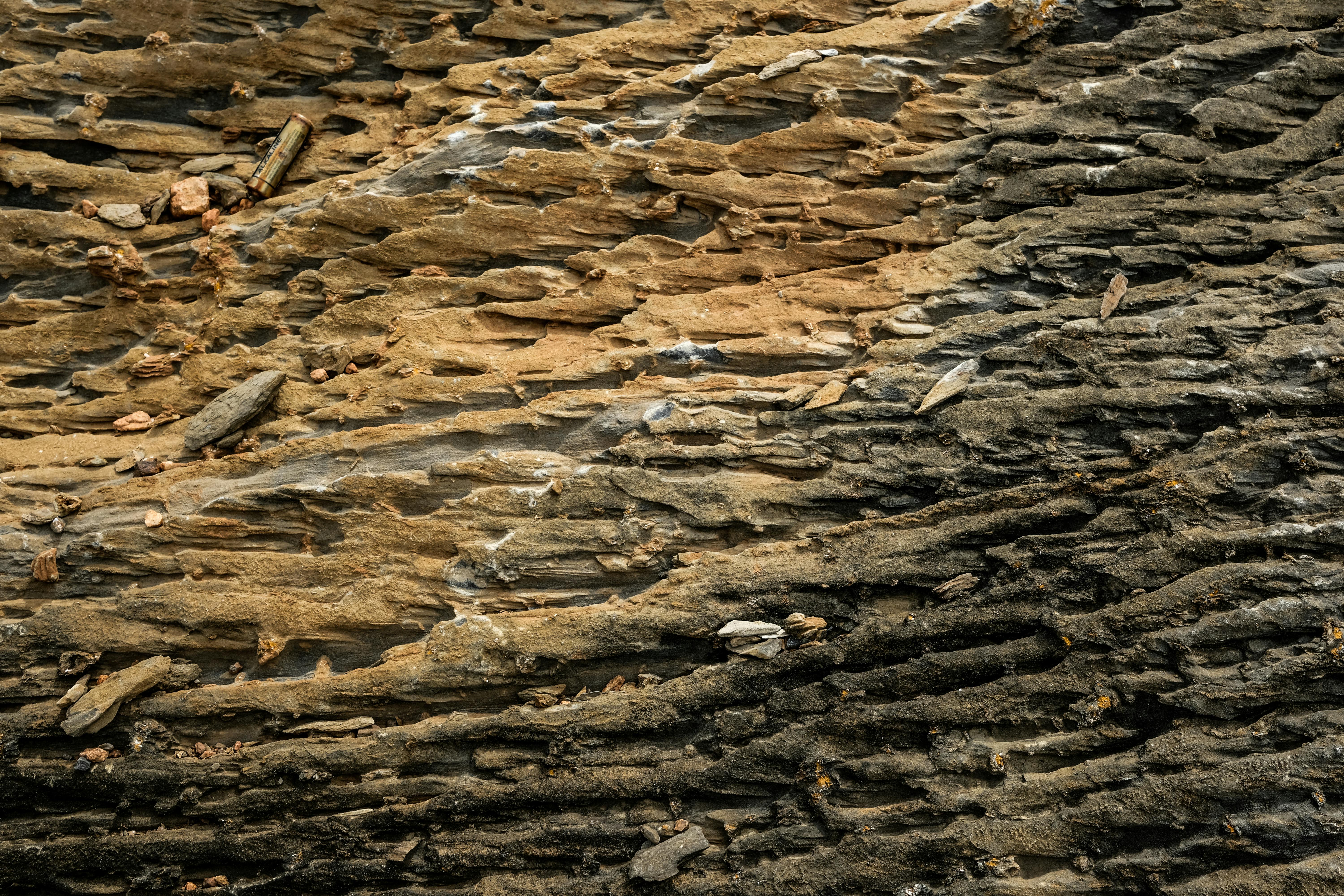 Tree · Free Stock Photo