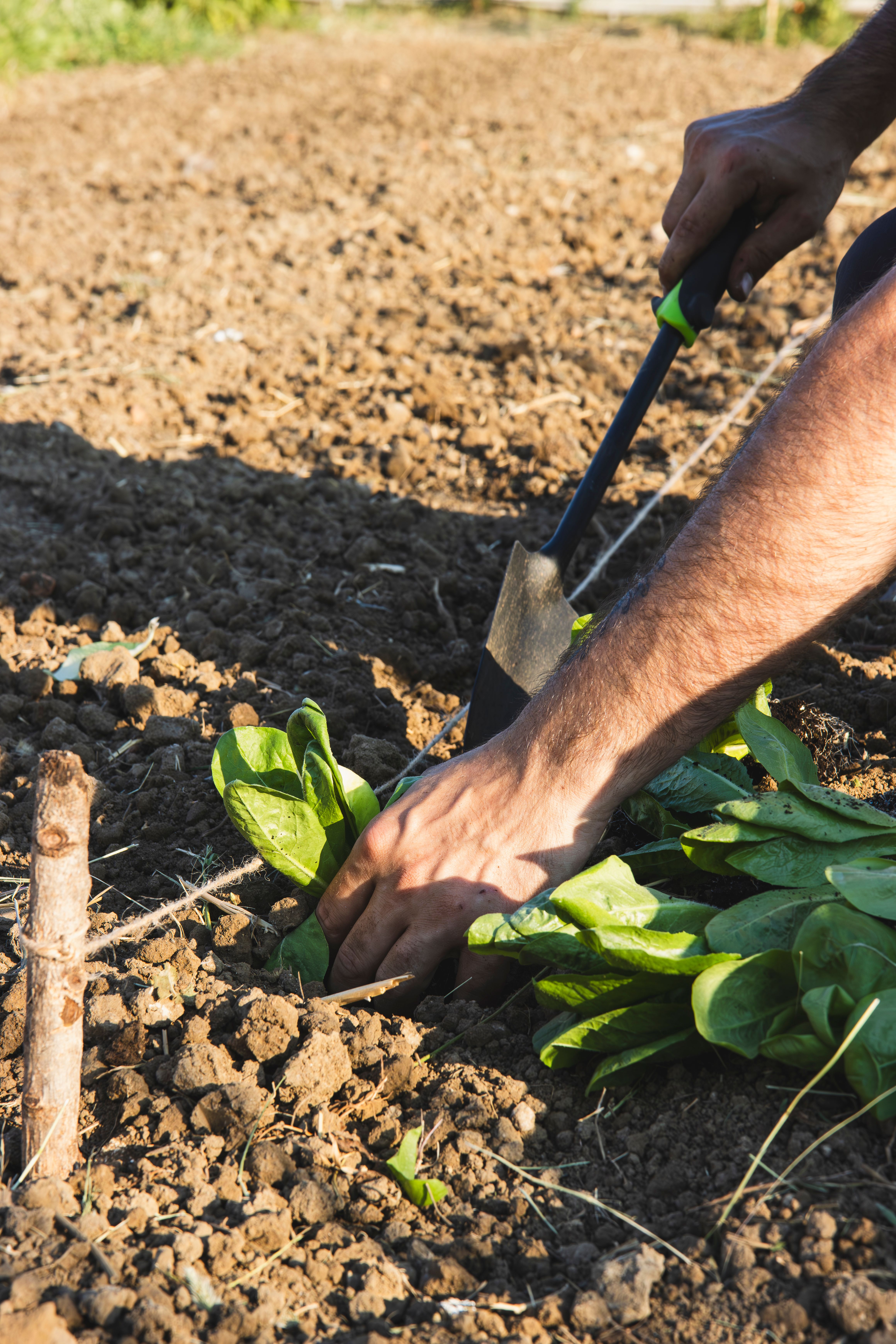 A person is digging vegetables in the ground · Free Stock Photo