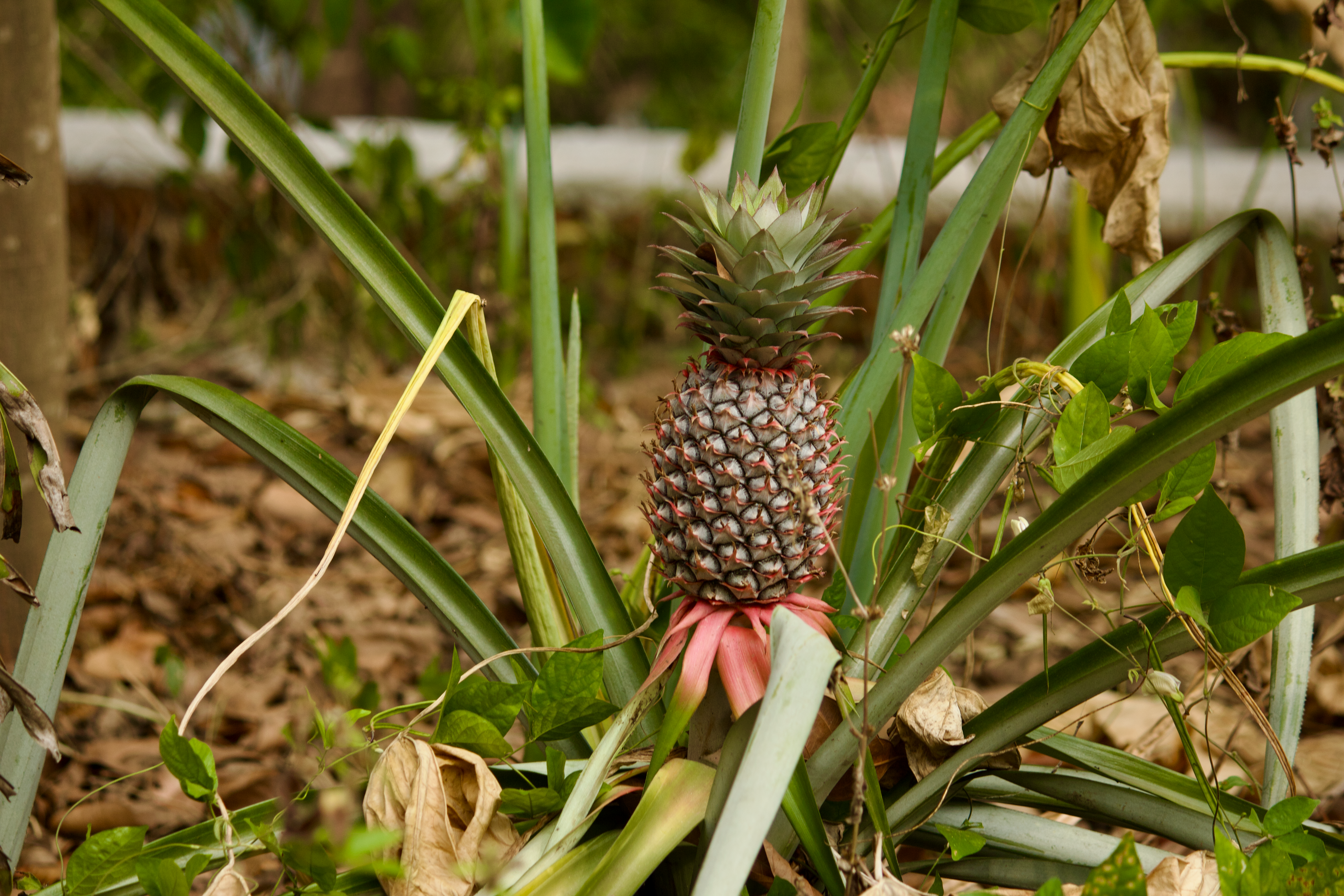 Pine Apple · Free Stock Photo