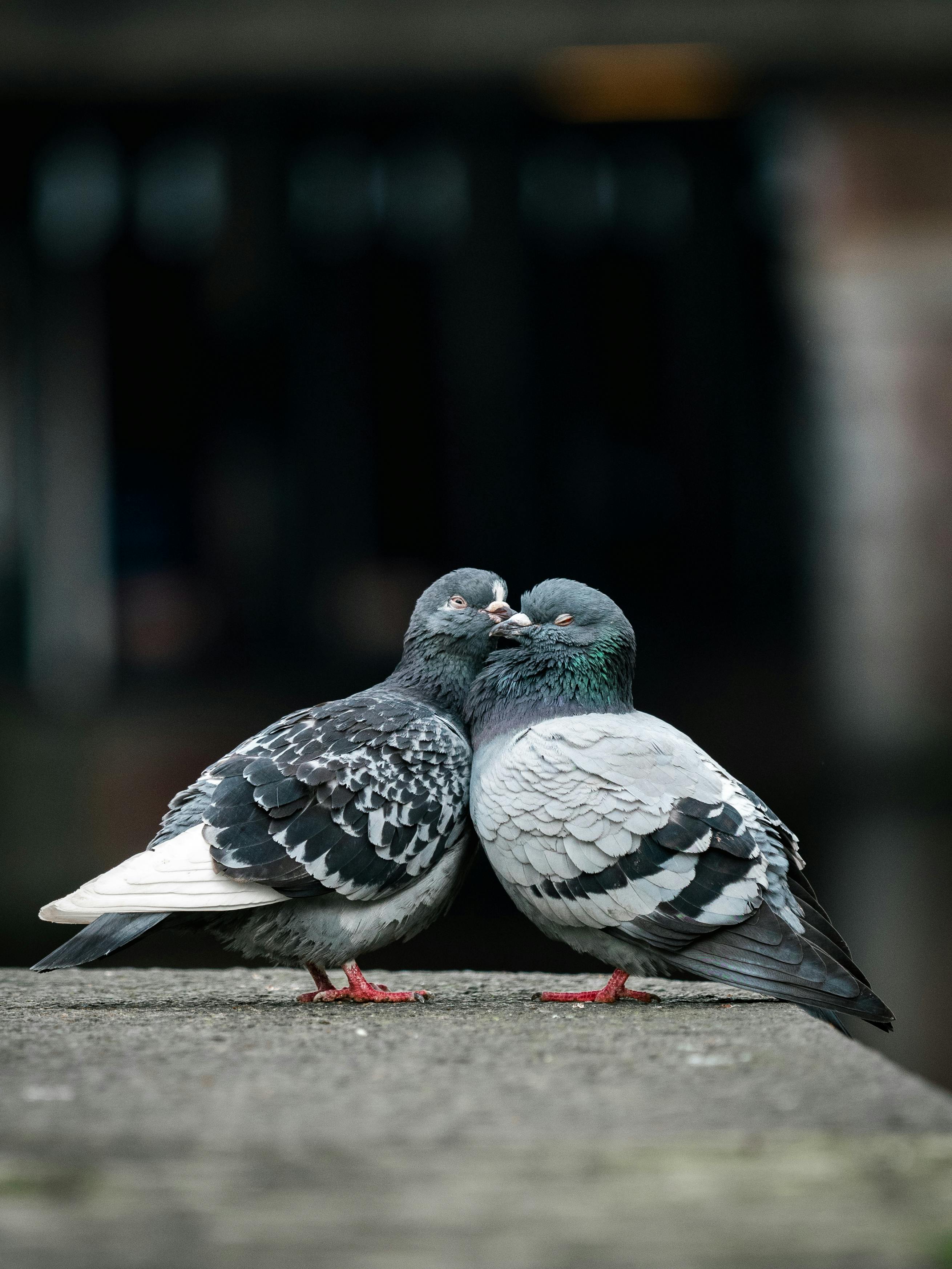 Close-up of Two Pigeons · Free Stock Photo