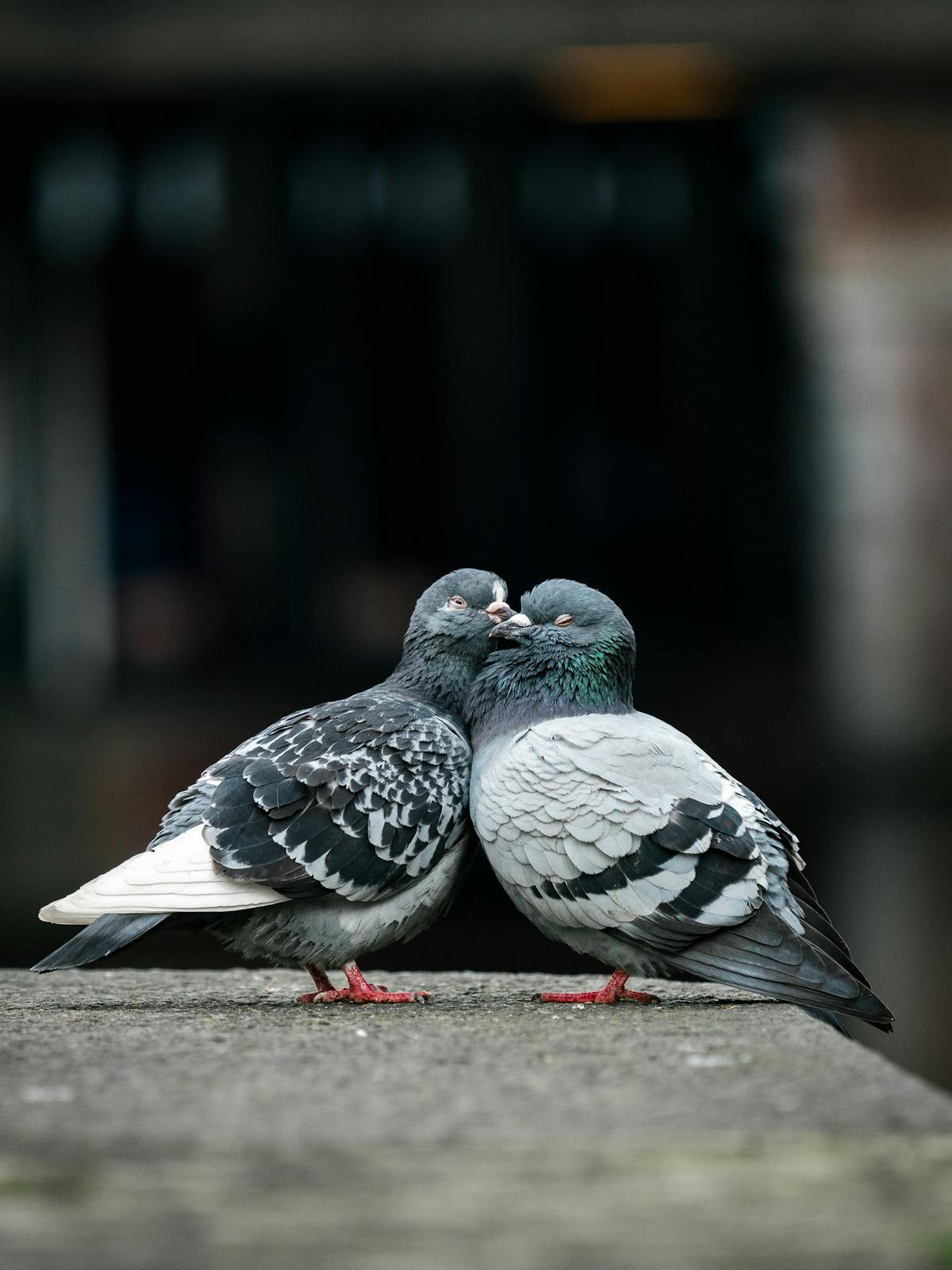 4.921+ Fotos y Imágenes de Palomas Gratis · Banco de Fotos Gratis