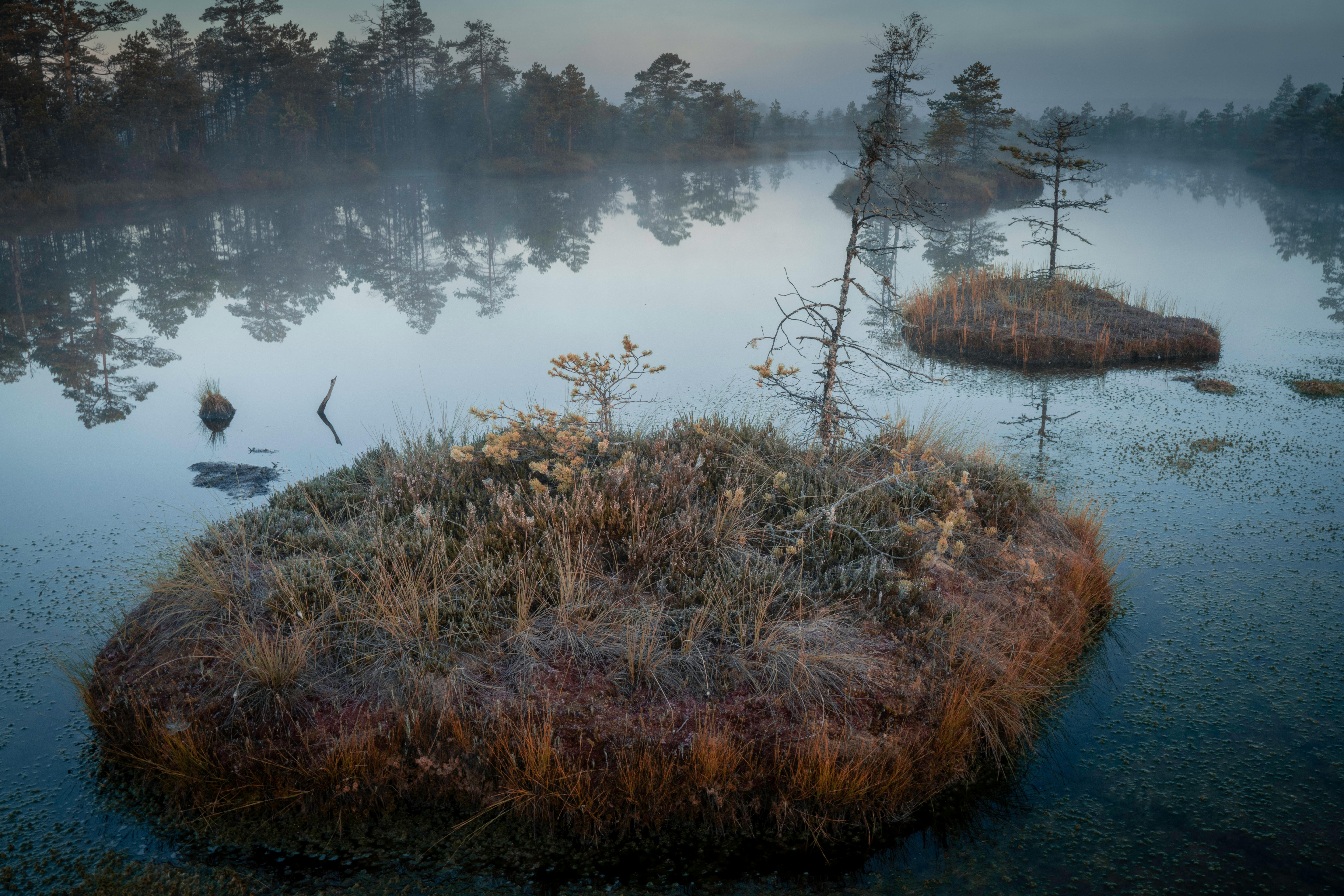 Bog Photos, Download The BEST Free Bog Stock Photos & HD Images