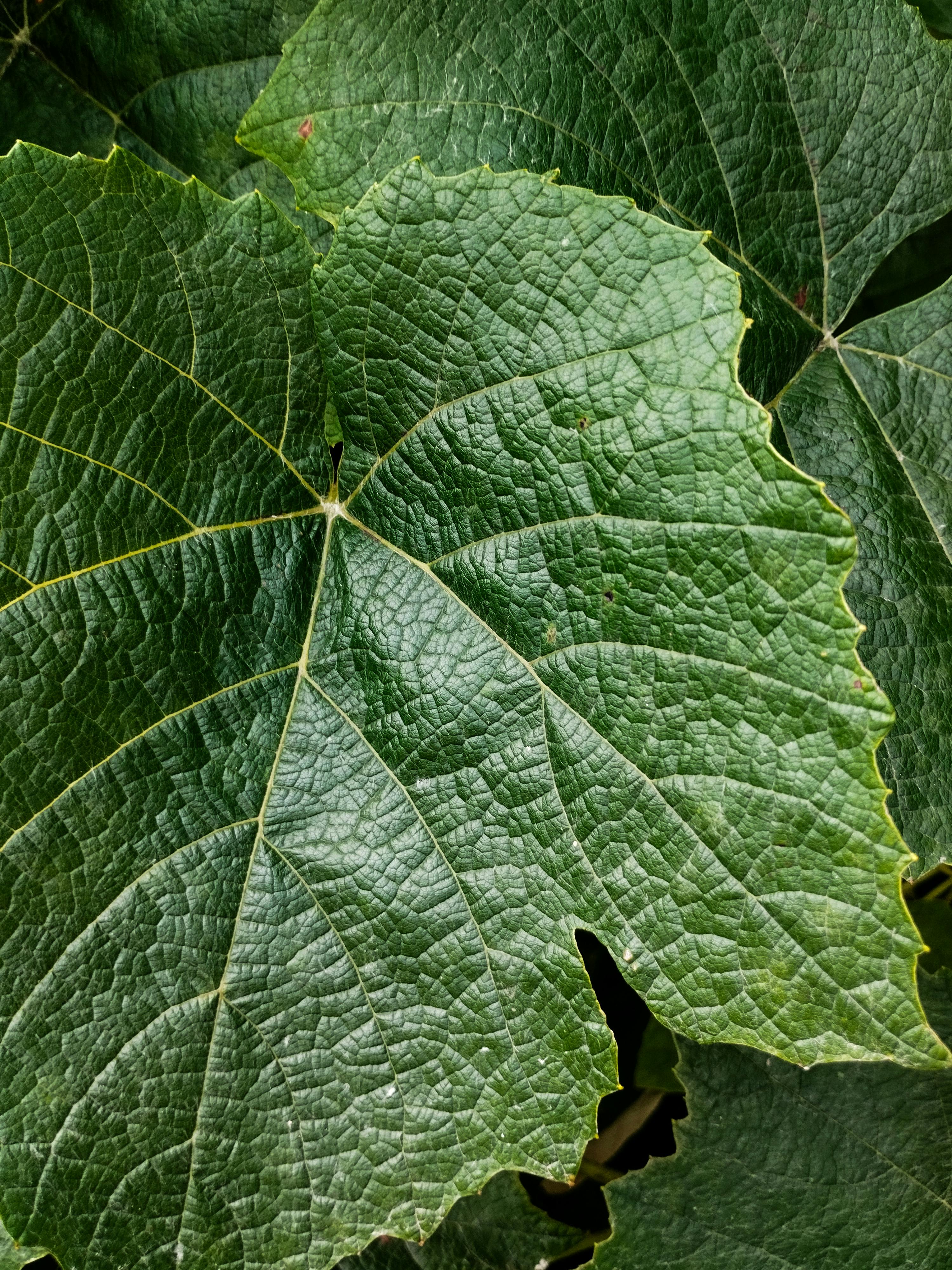 Green Flat Oblong Leaf Plant on Close Up Photography · Free Stock Photo