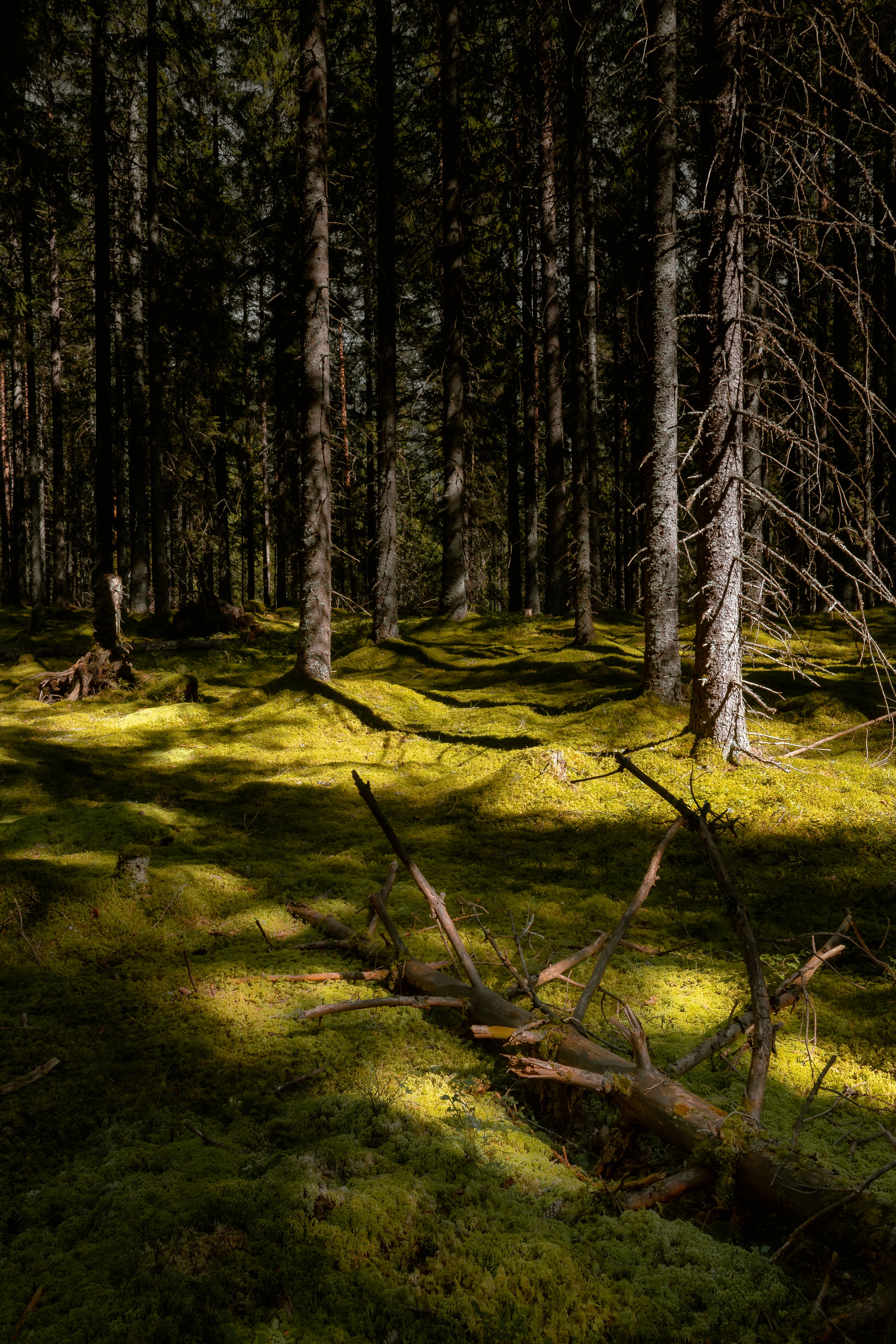 Deep forest · Free Stock Photo