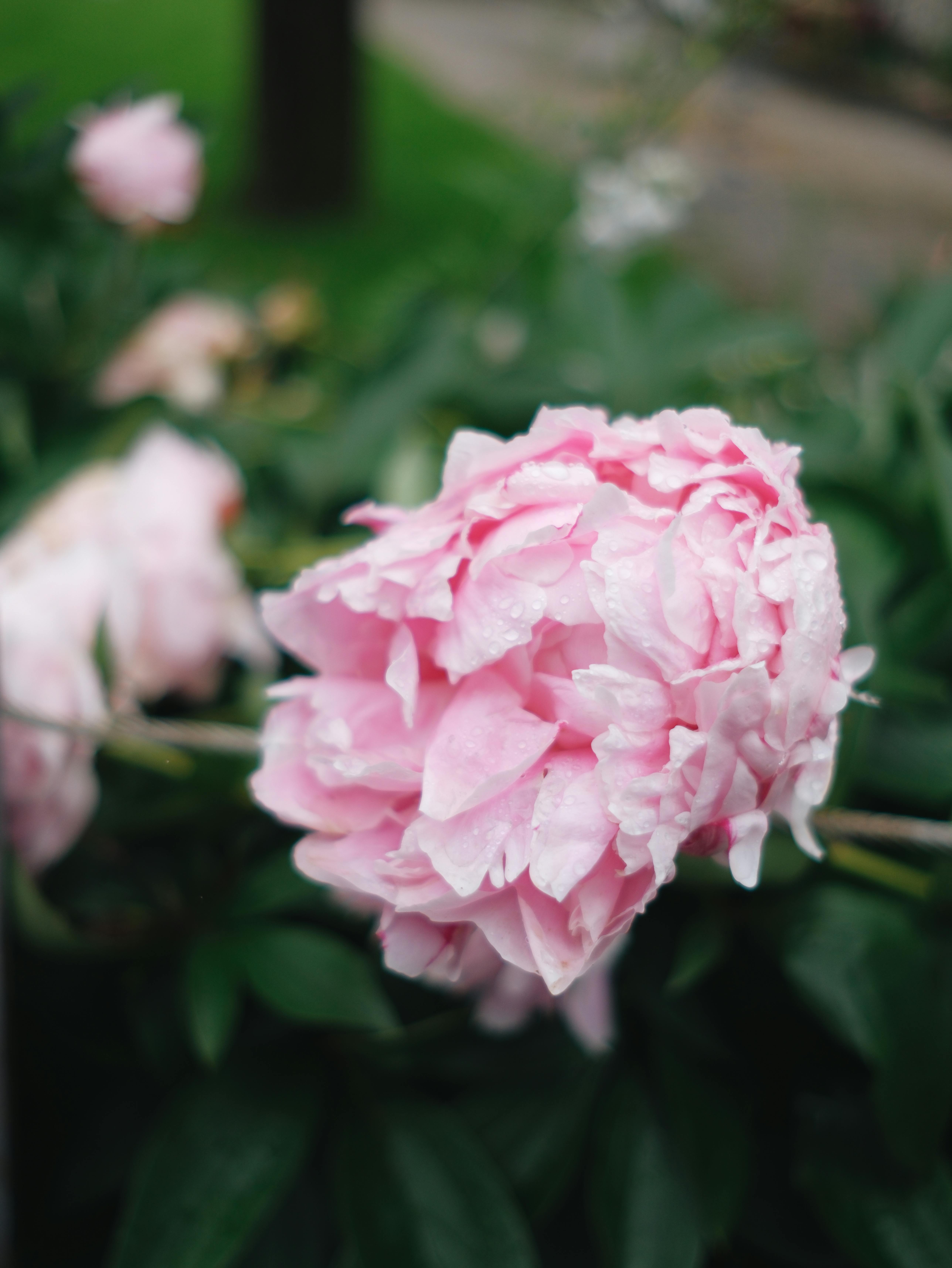 Blooming pink peony flower in daytime · Free Stock Photo