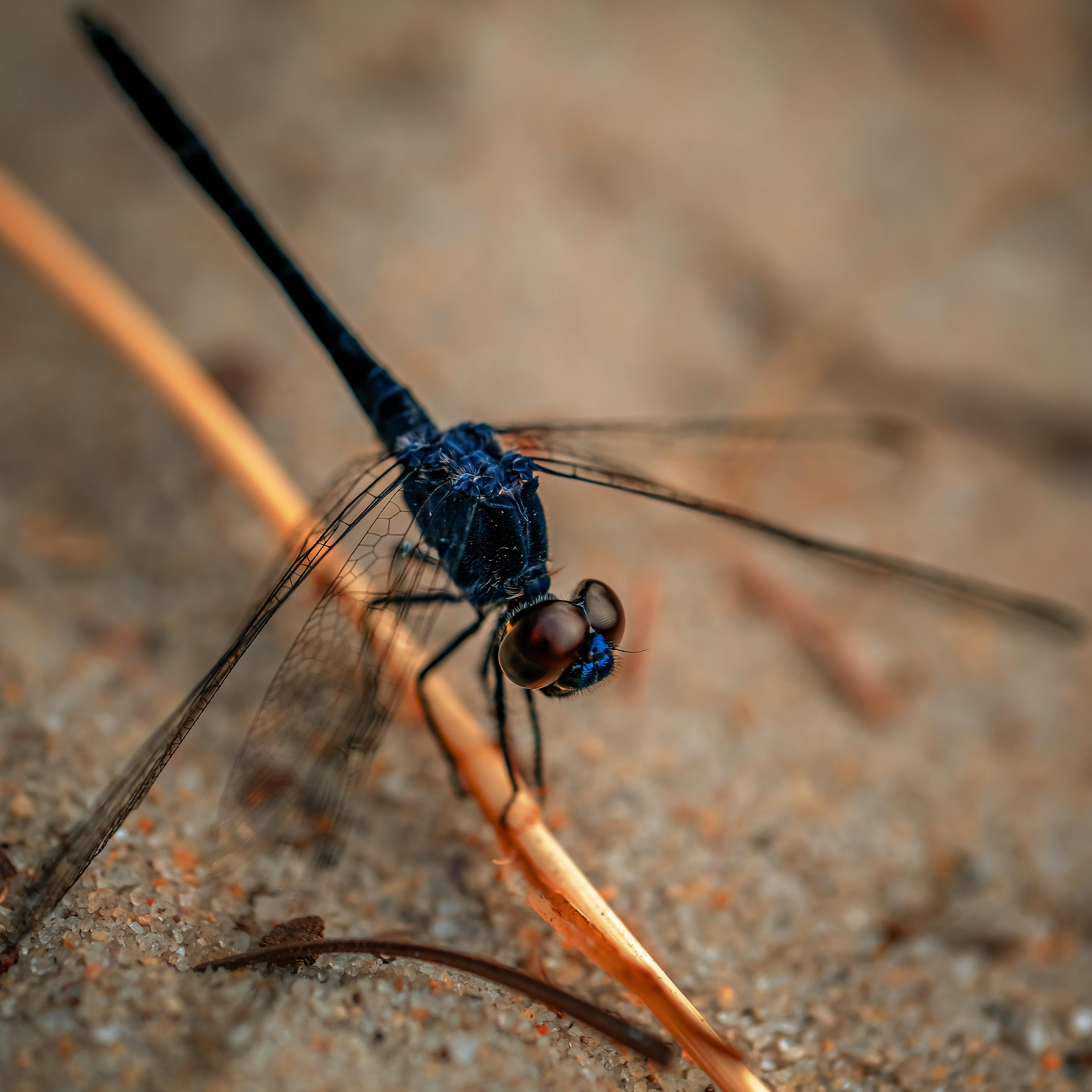 an iridescent blue-black dragonfly descends onto a twig · Free Stock Photo