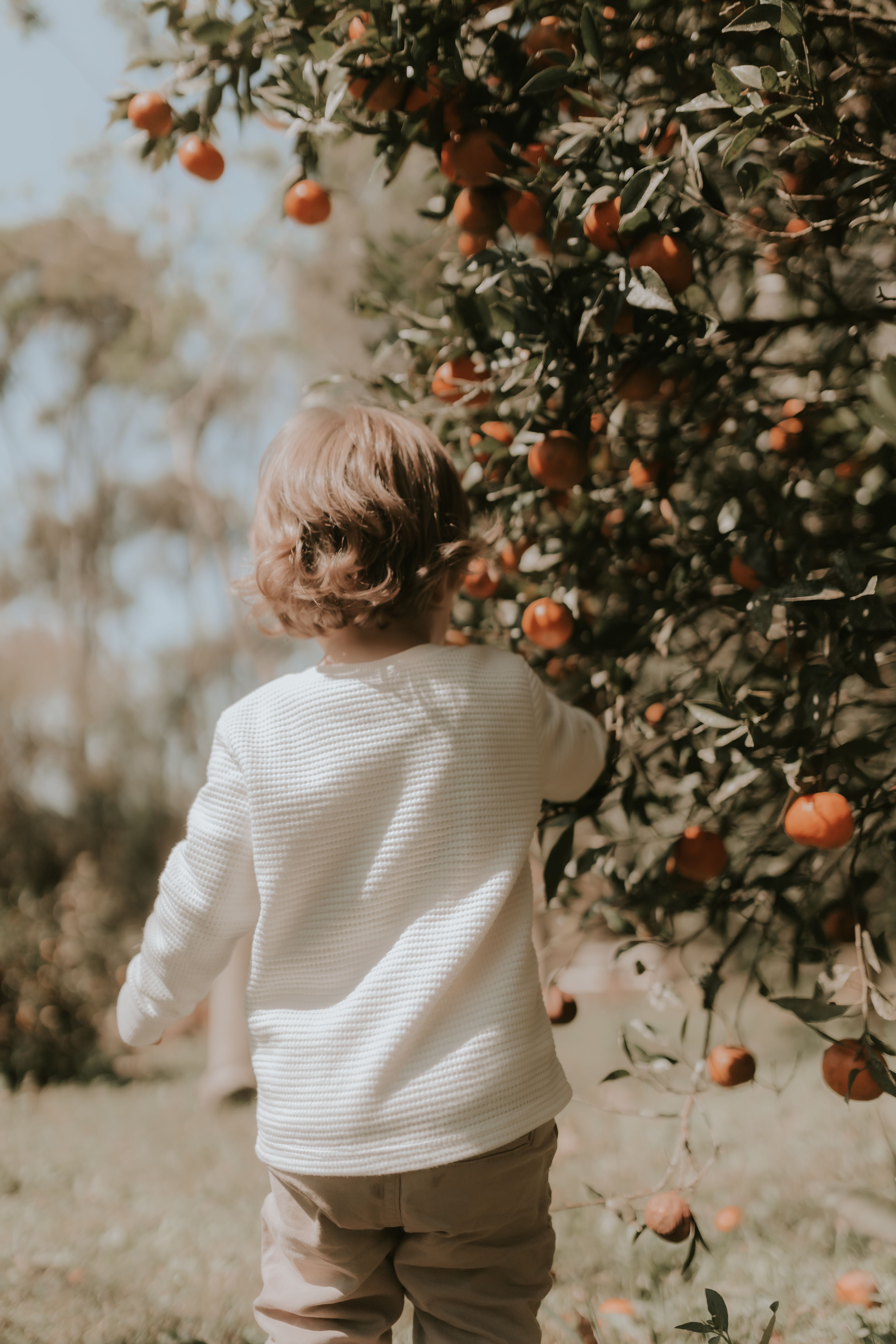 A toddler is standing in front of an orange tree · Free Stock Photo