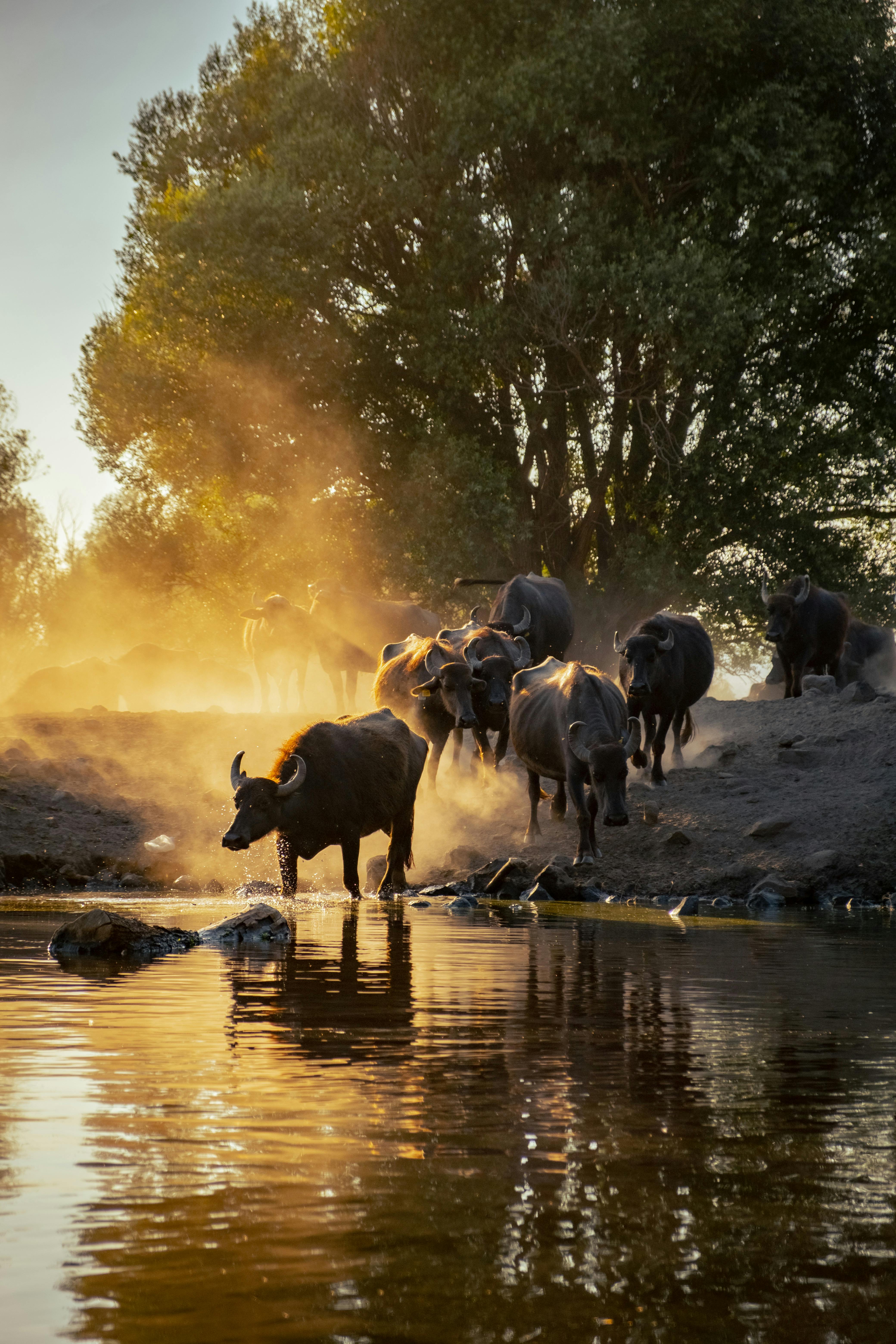 Water buffalo in the sun · Free Stock Photo