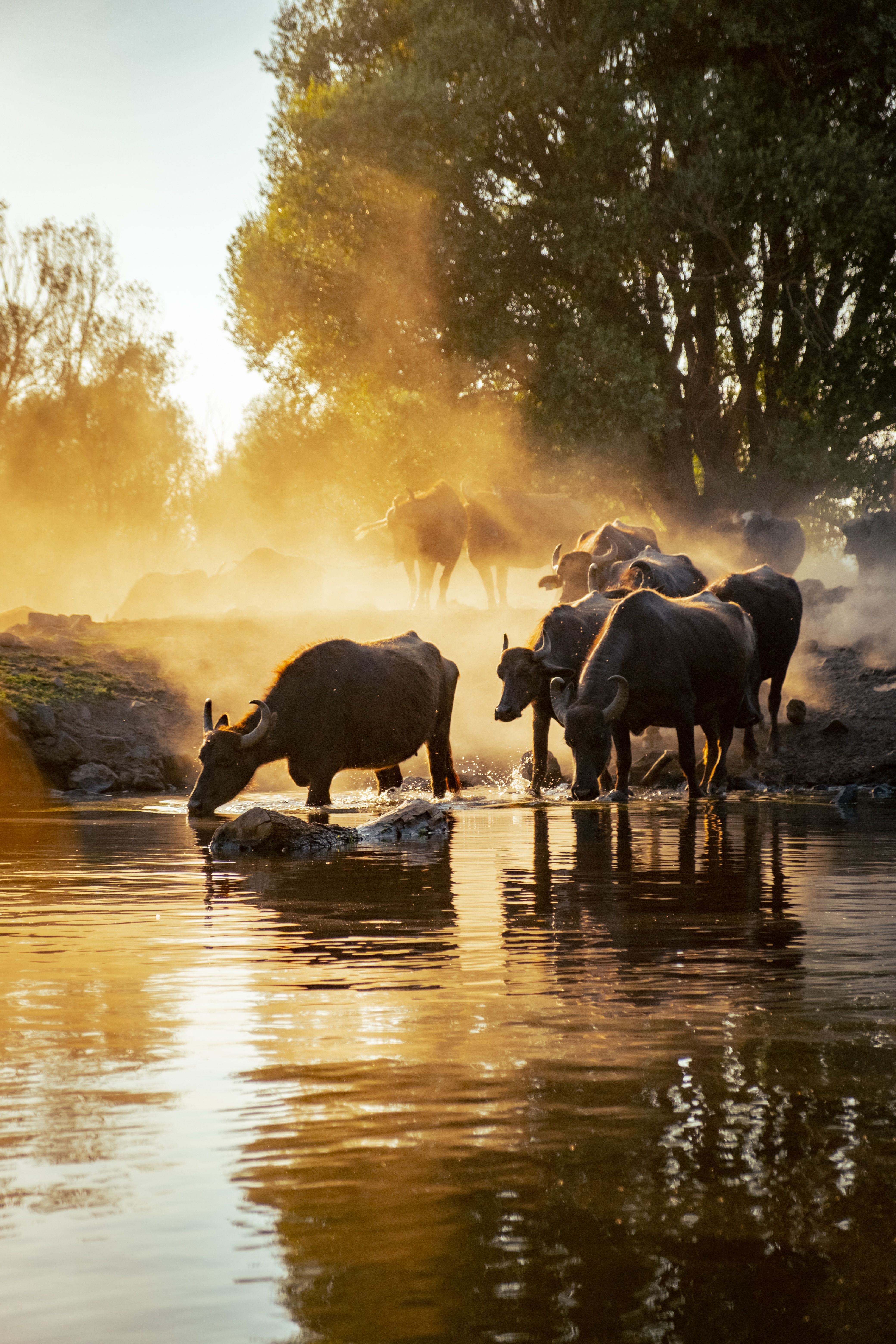 Water buffalo in the sun · Free Stock Photo
