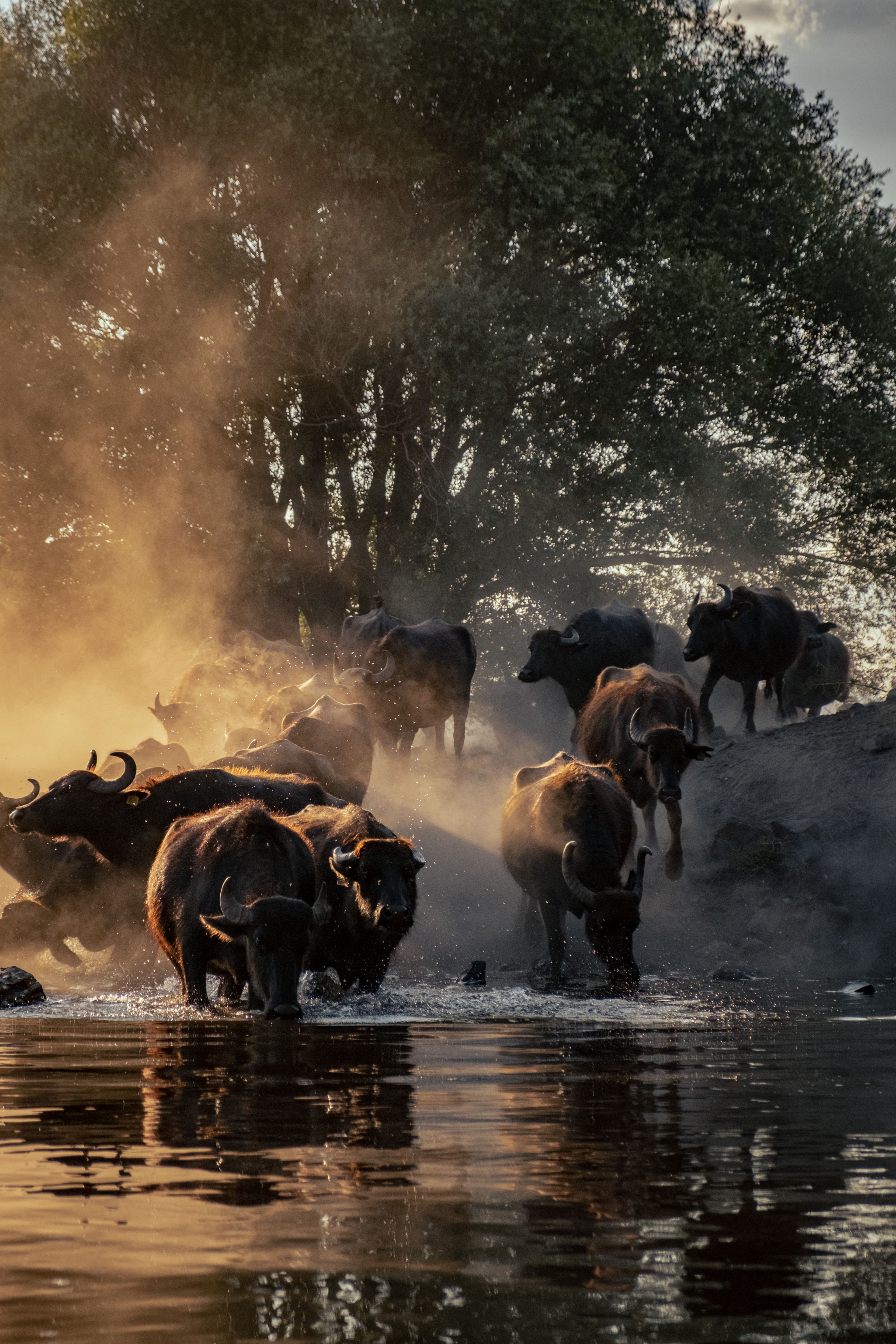 A herd of buffalo walking through the water · Free Stock Photo
