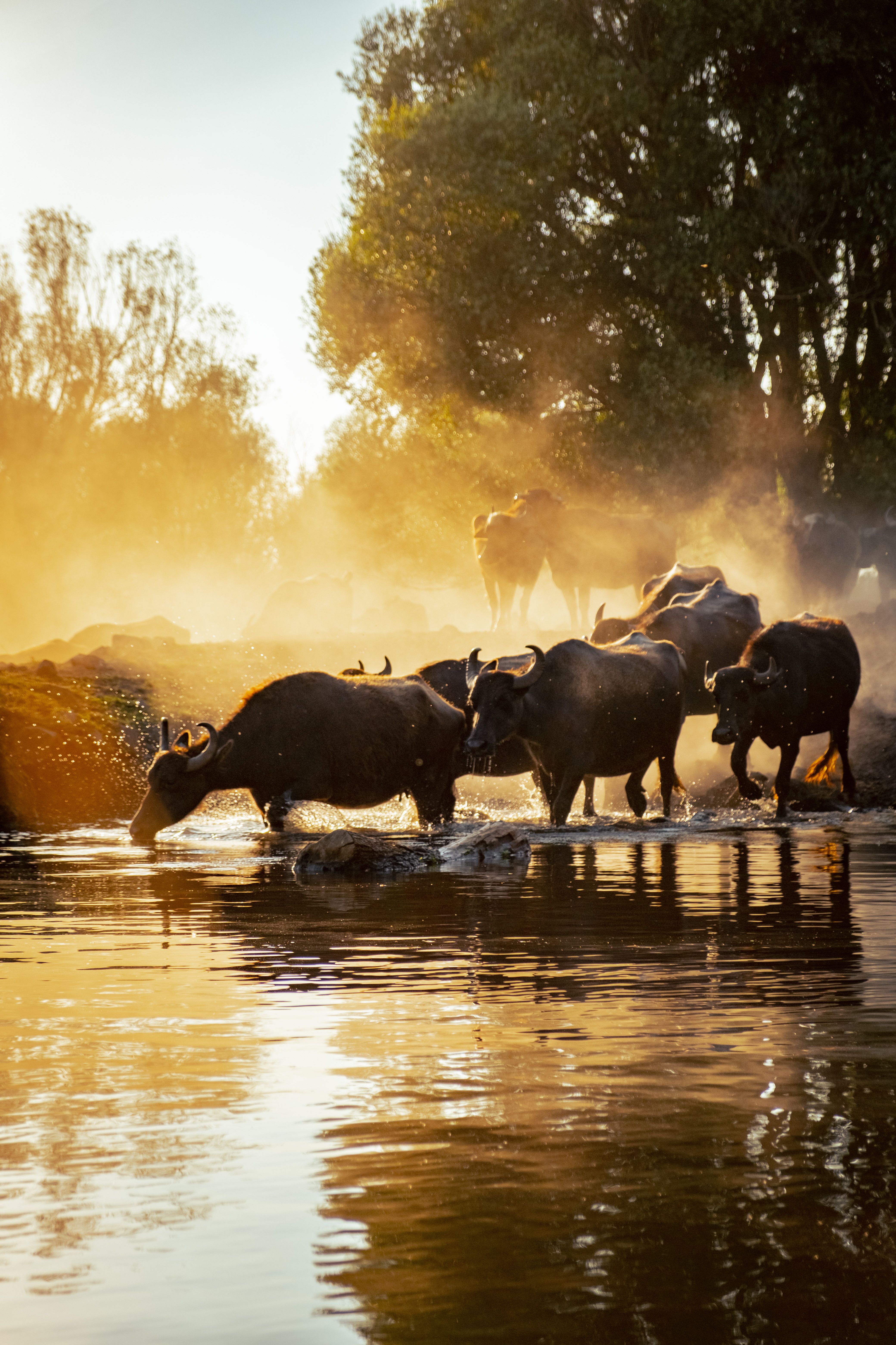 Water buffalo crossing the river at sunset · Free Stock Photo