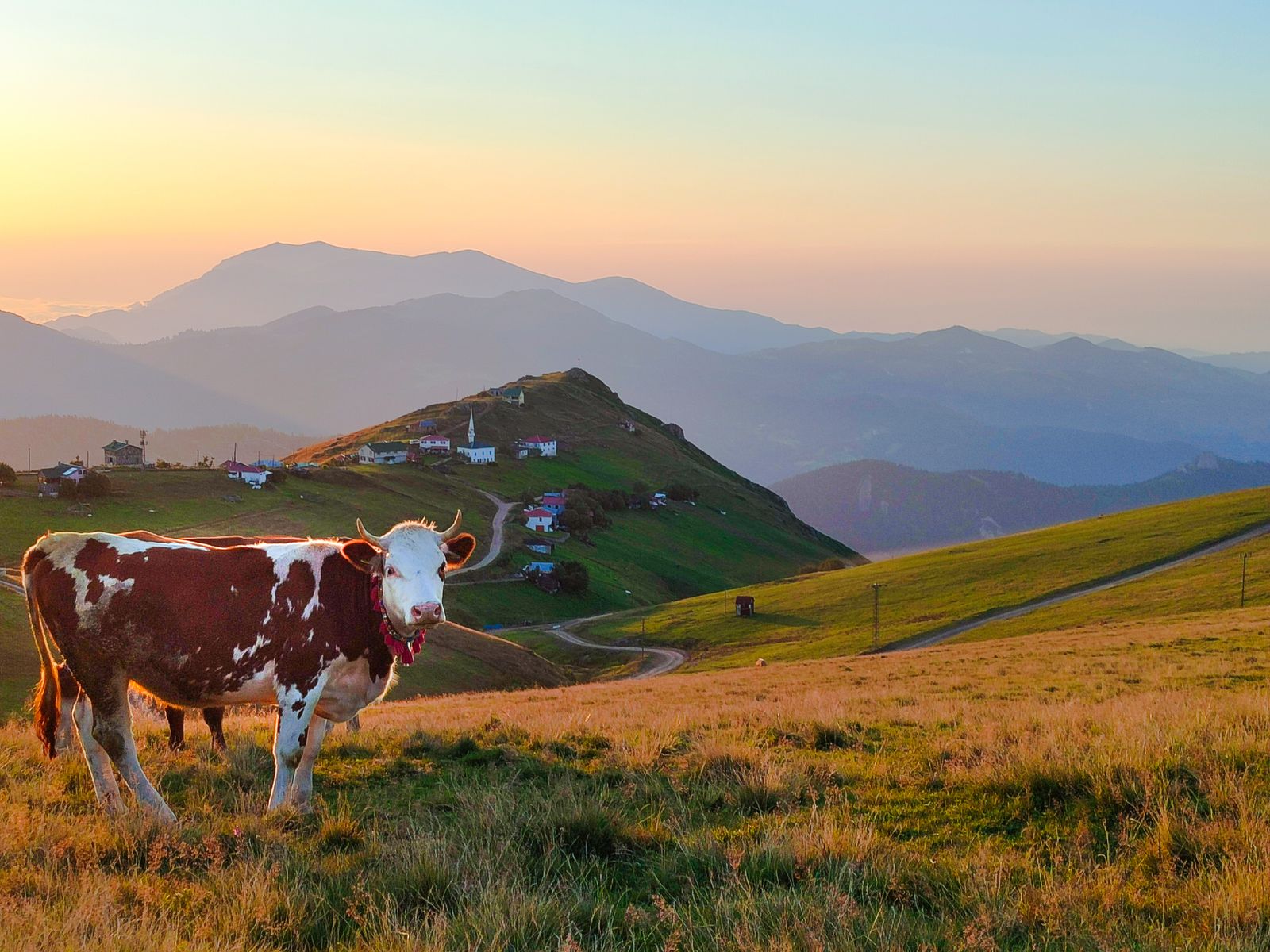 Cow Desktop Background Photos, Download The BEST Free Cow Desktop ...