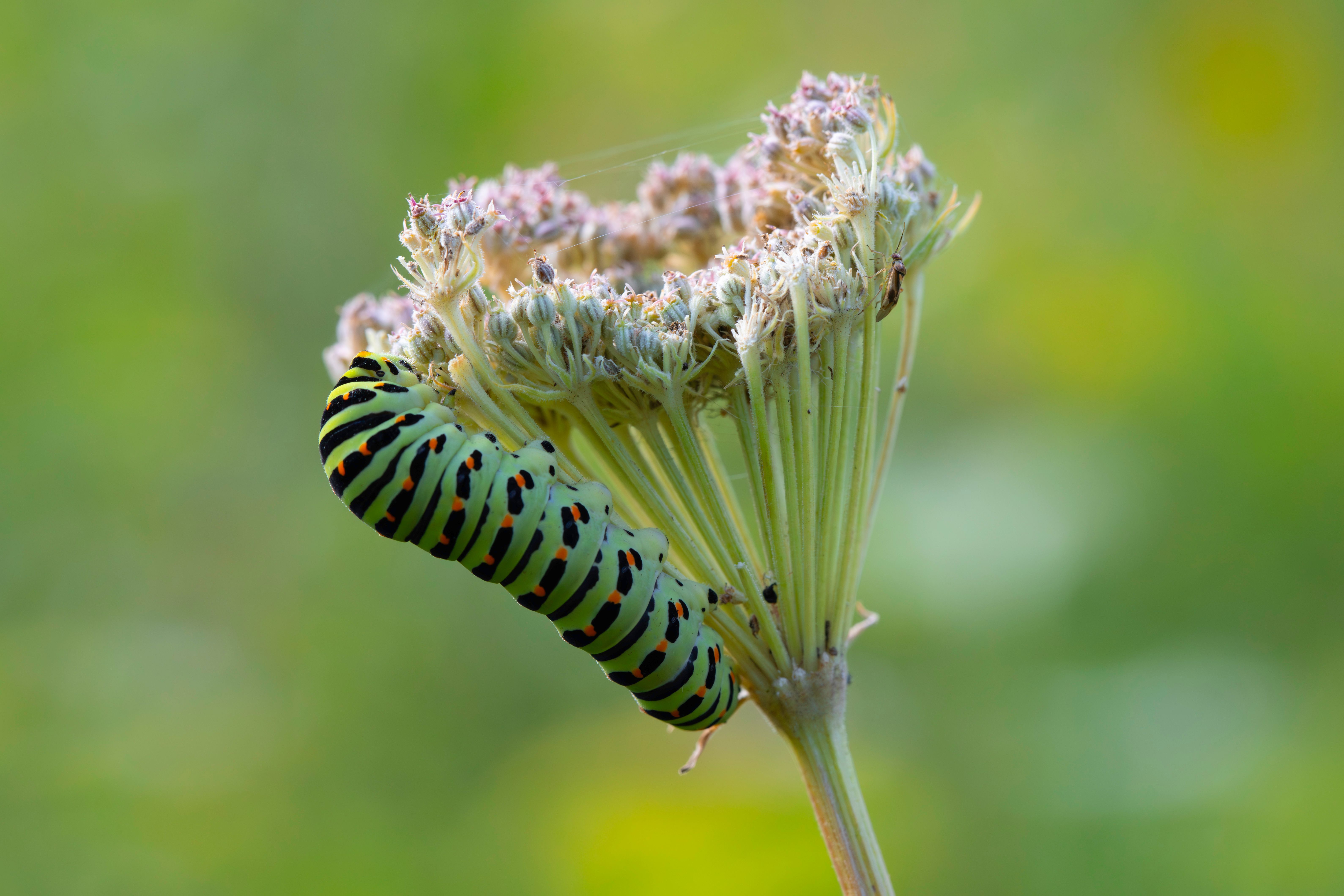 A caterpillar is on a flower · Free Stock Photo