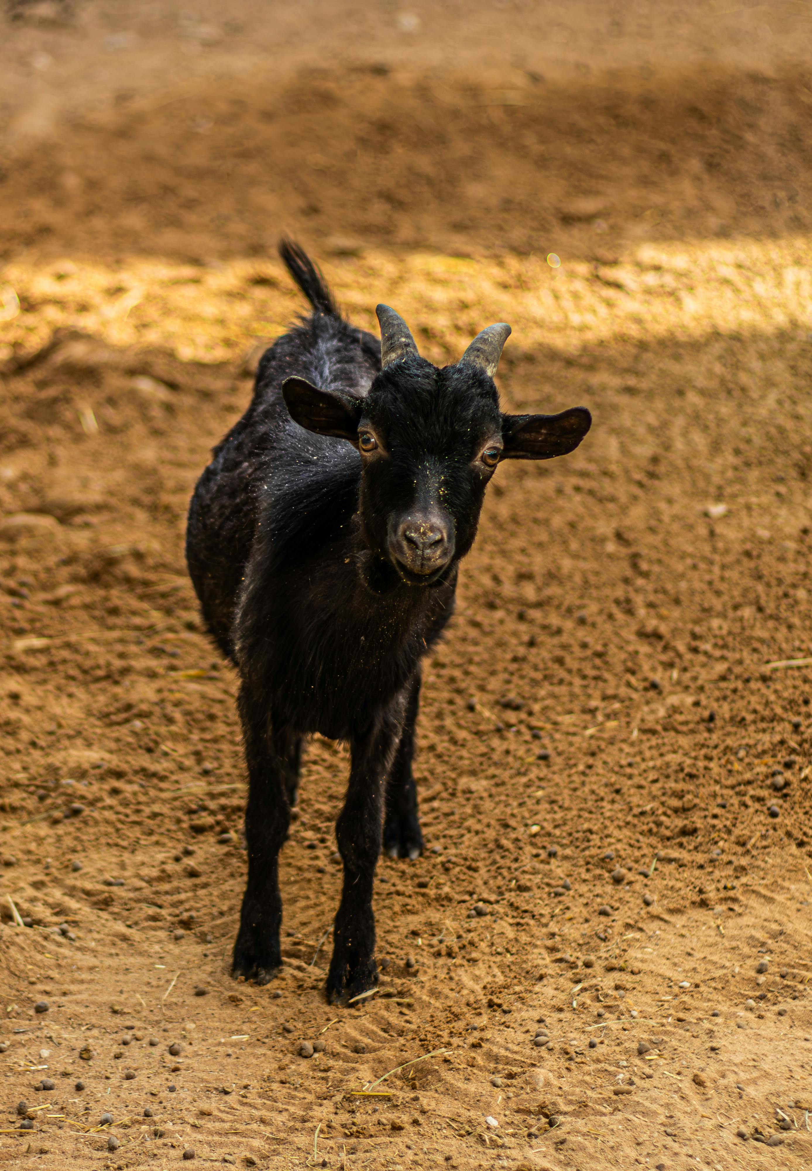 A black goat standing in the dirt · Free Stock Photo