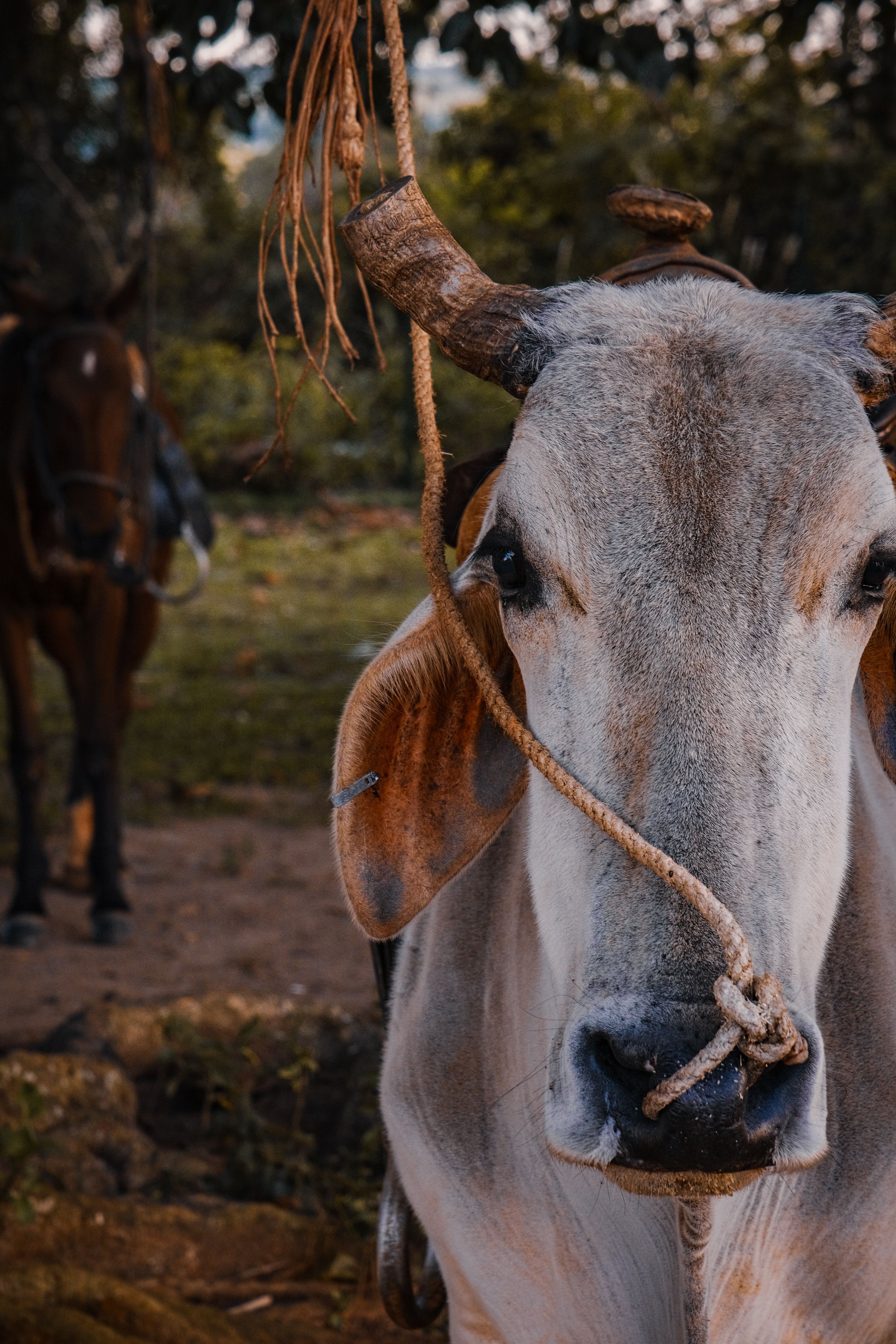 A cow with a rope tied around its neck · Free Stock Photo