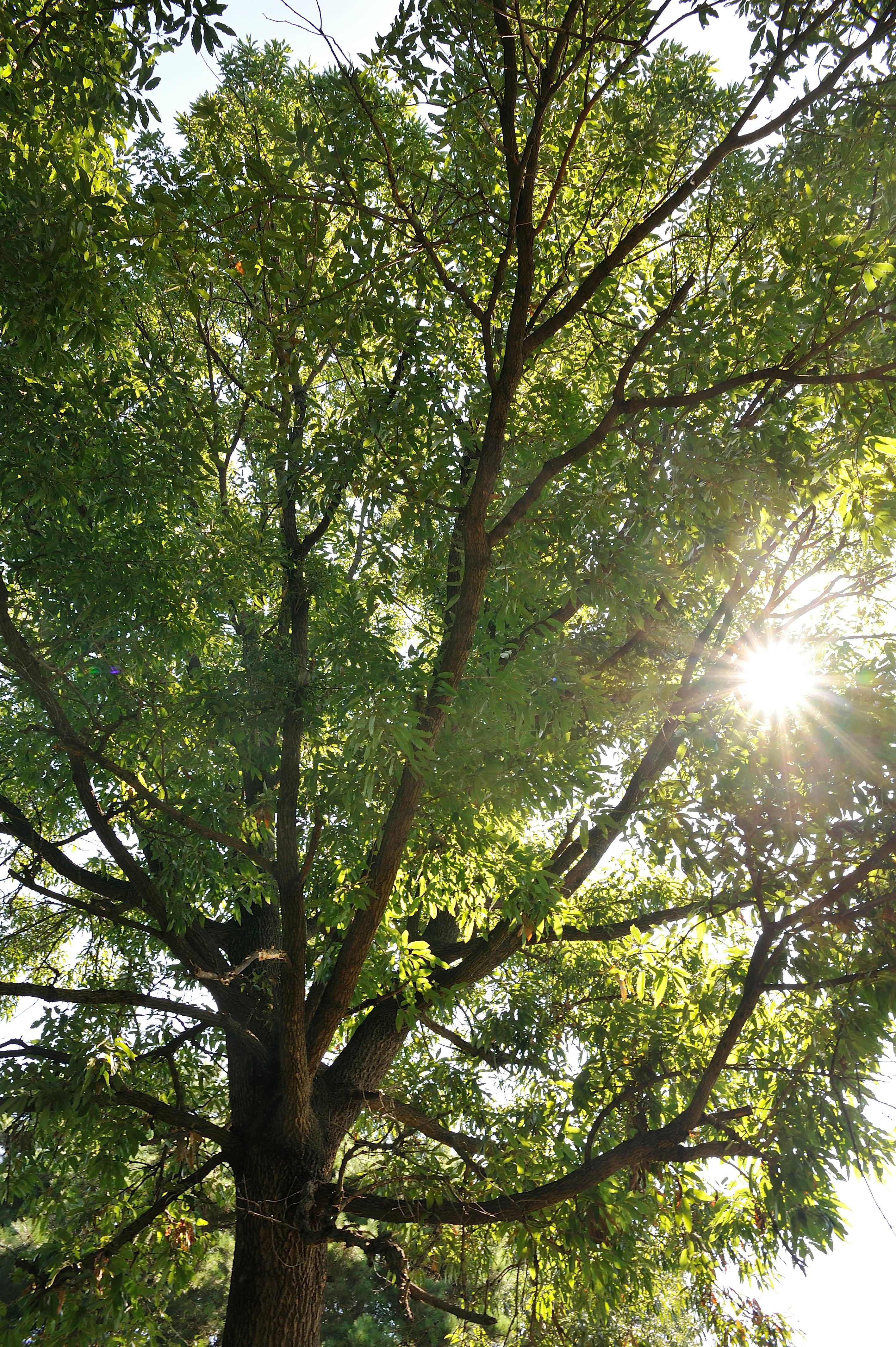 Sunshine Through Green Leafed Tree · Free Stock Photo