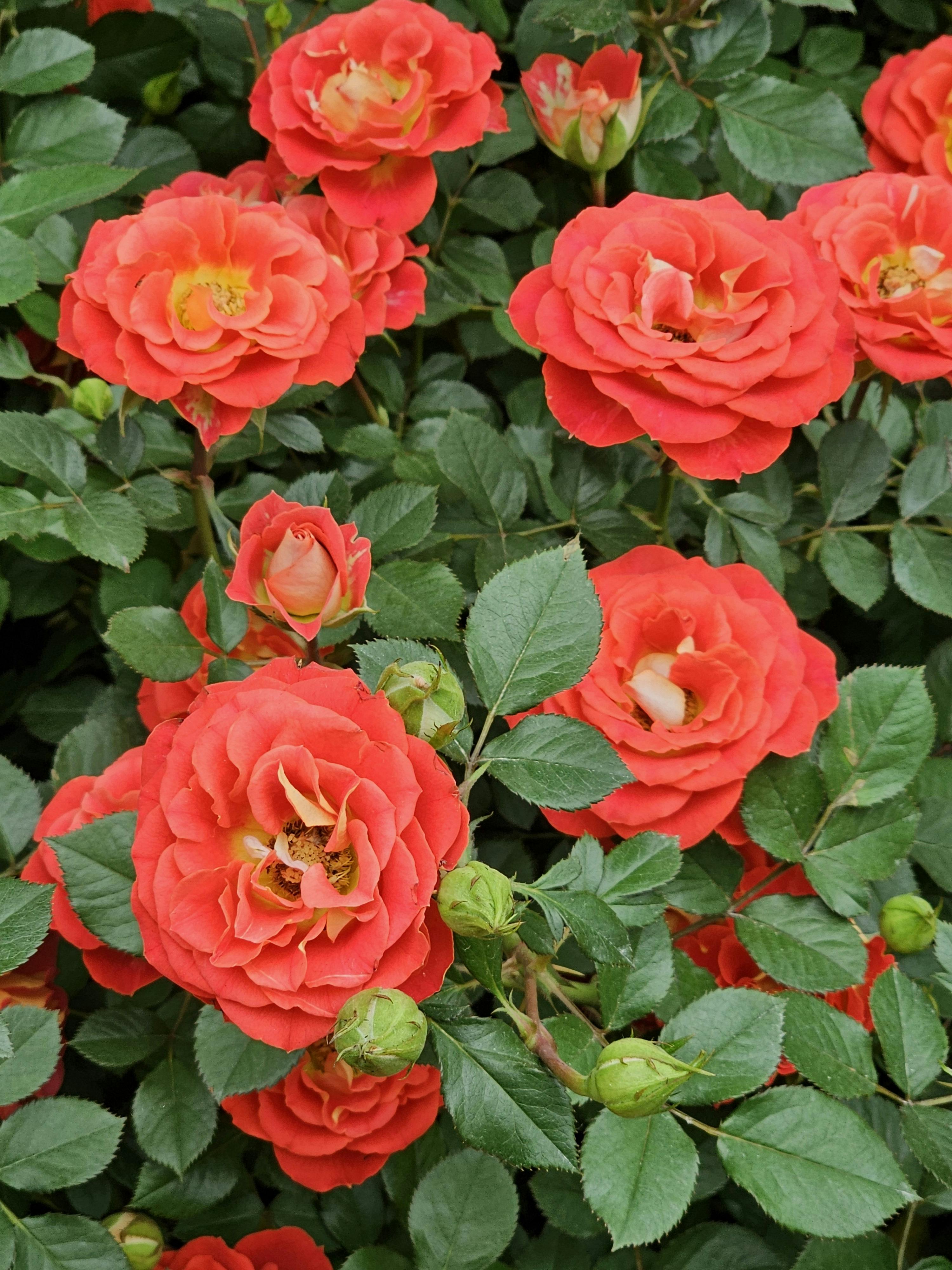 Cluster of Red Roses · Free Stock Photo