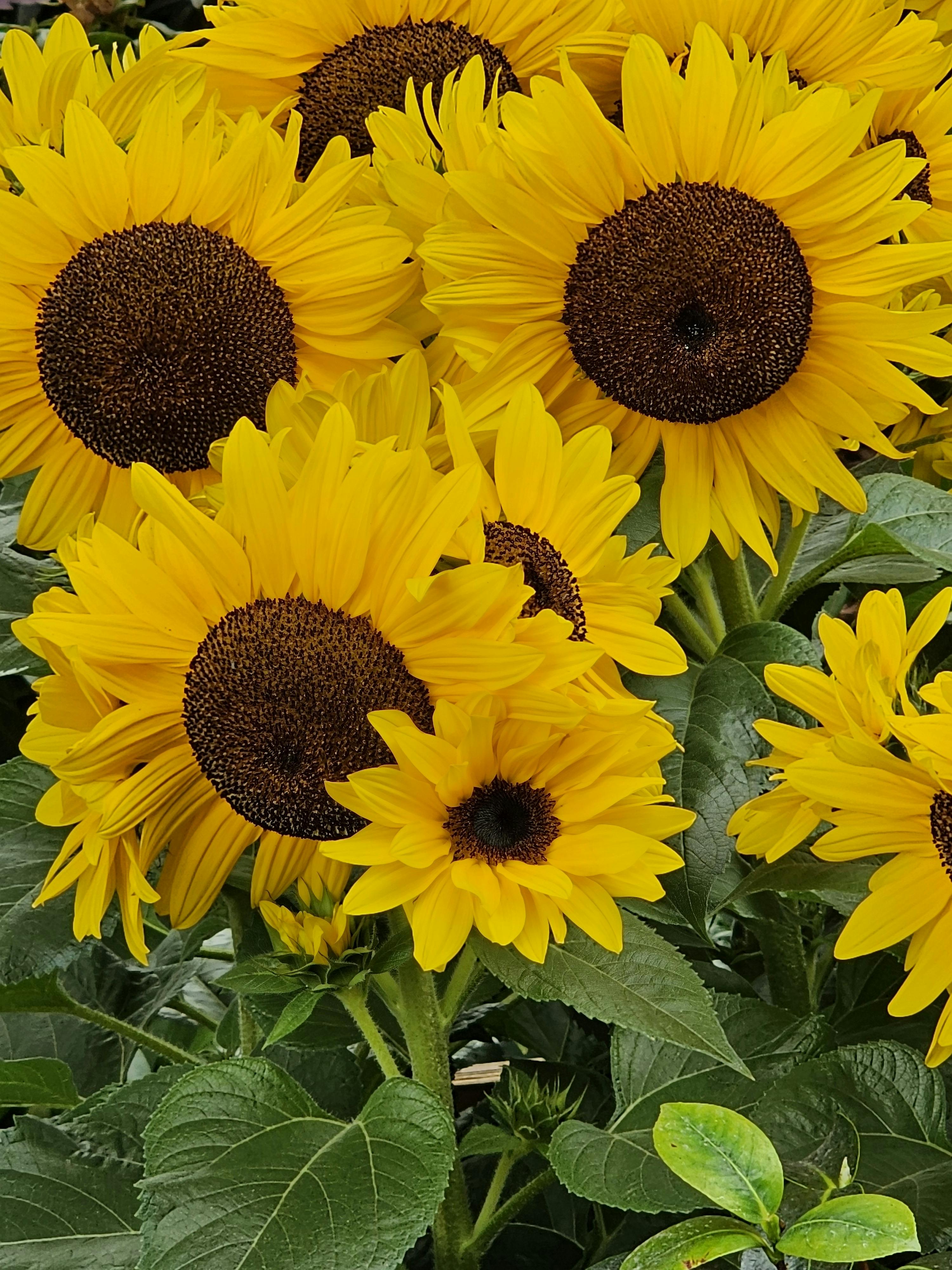 A large group of sunflowers with yellow centers · Free Stock Photo