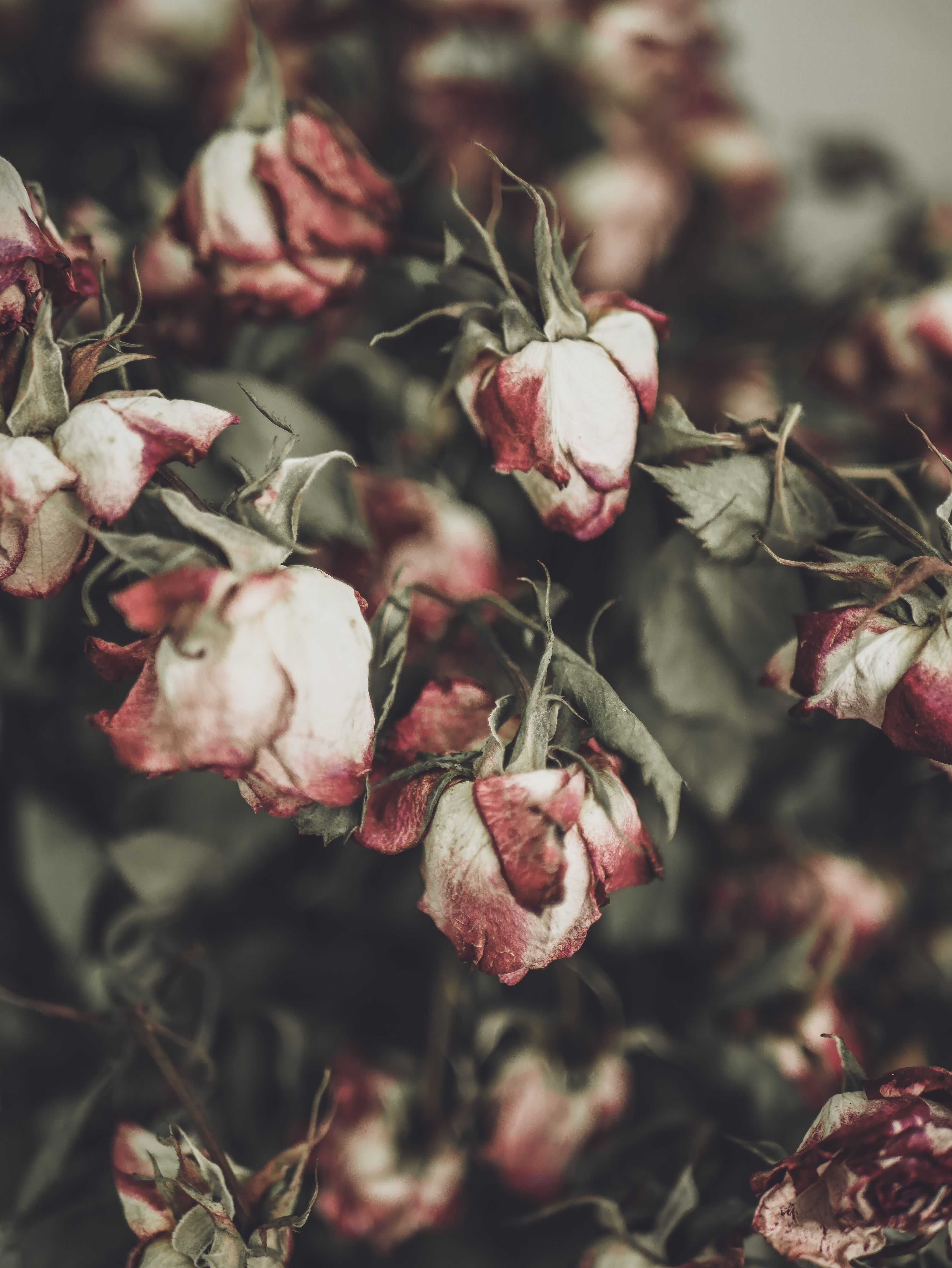Dry Flowers · Free Stock Photo