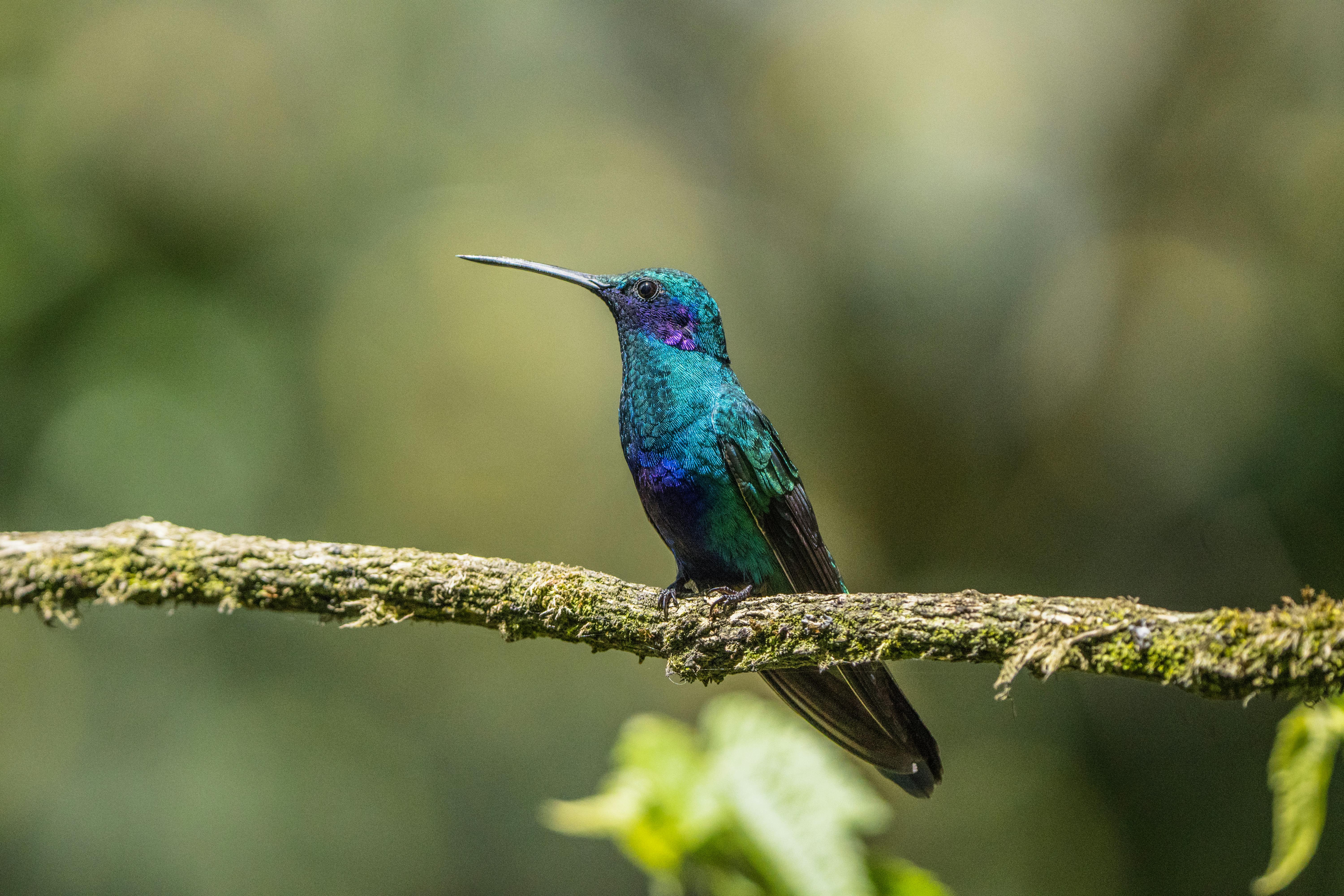 Colibrí · Free Stock Photo