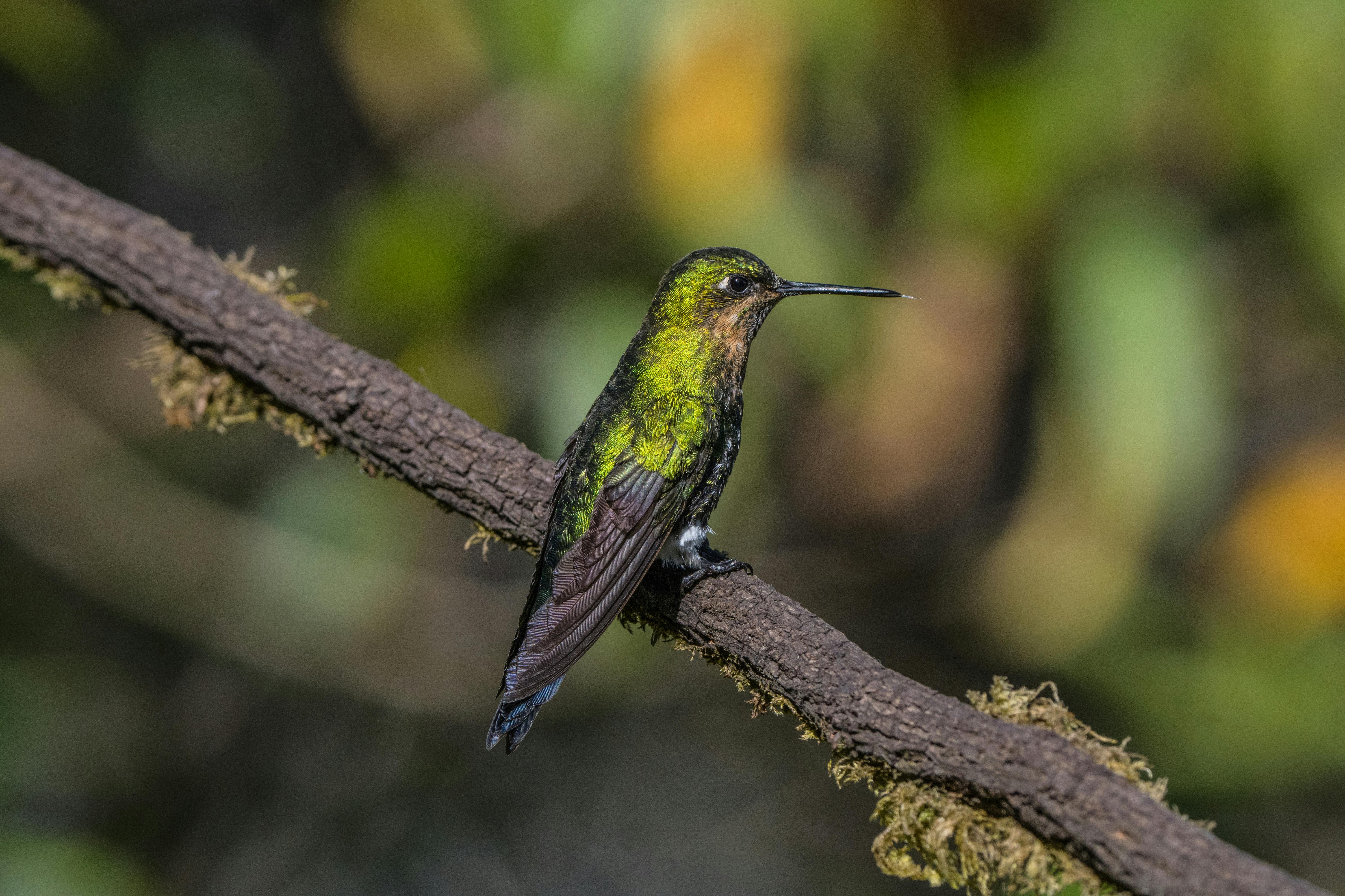 Free Hummingbirds Photos, Download The BEST Free Free Hummingbirds ...