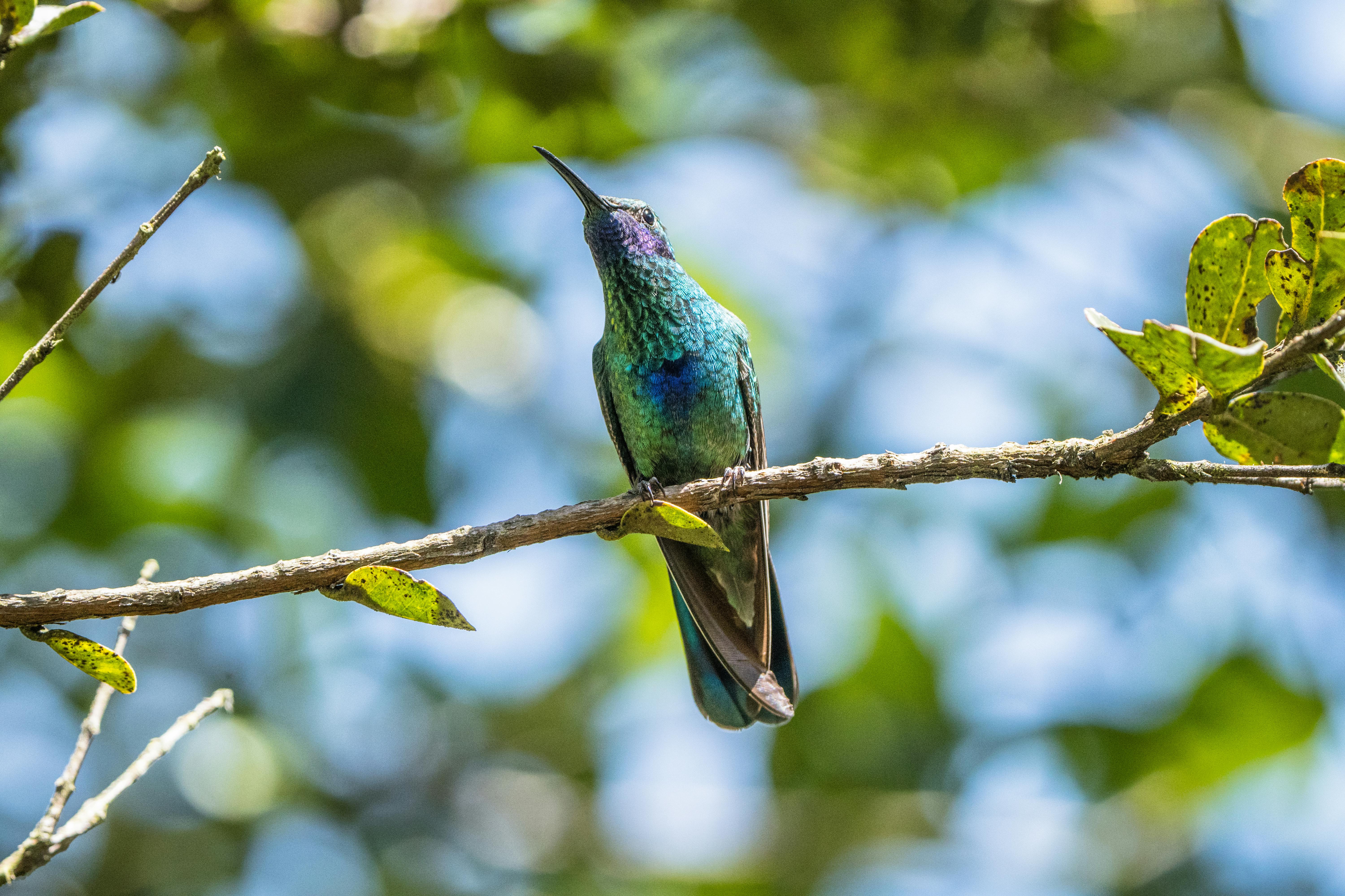 Foto de stock gratuita sobre al aire libre, alas, alas de colibrí ...