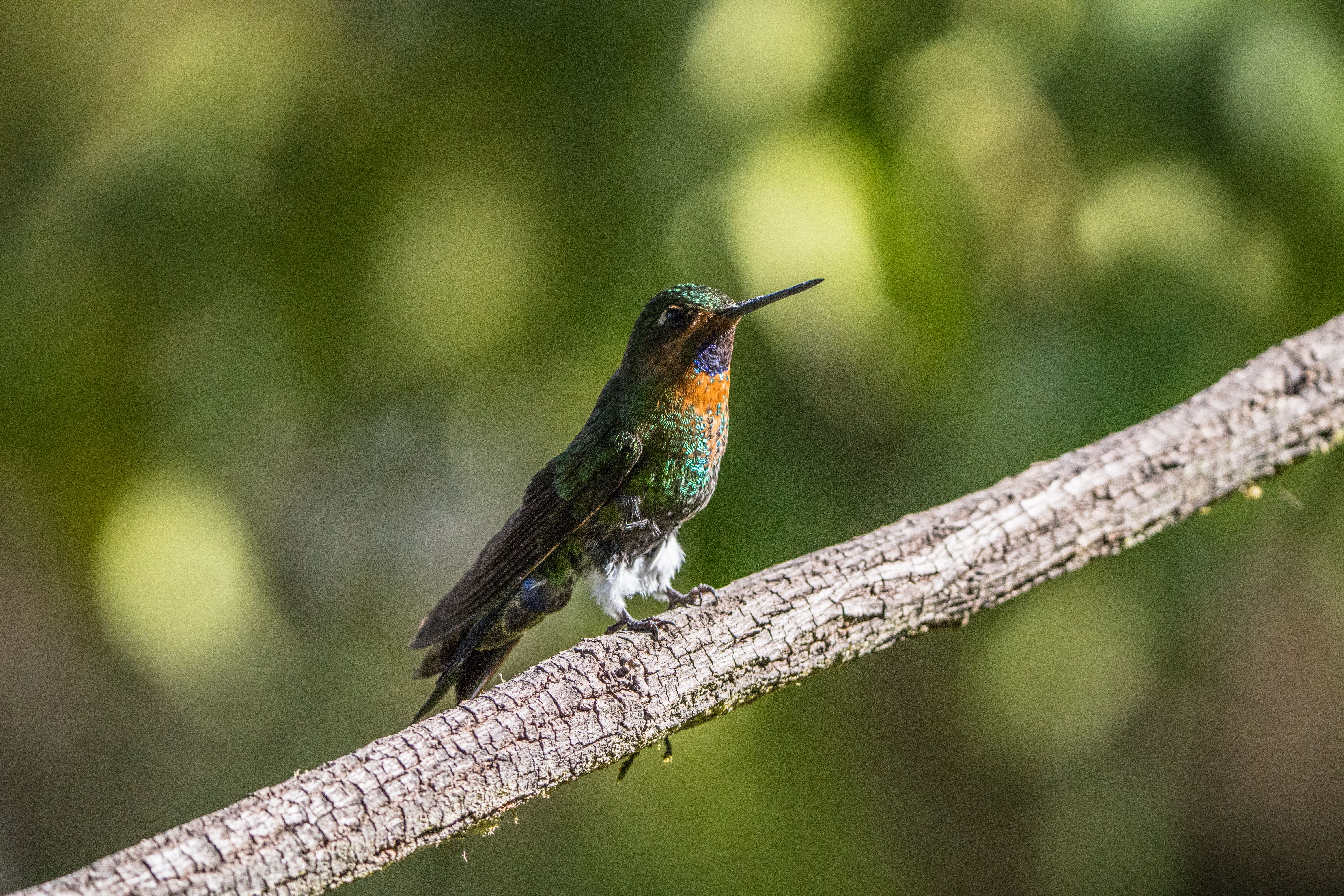 Foto de stock gratuita sobre al aire libre, alas, alas de colibrí ...