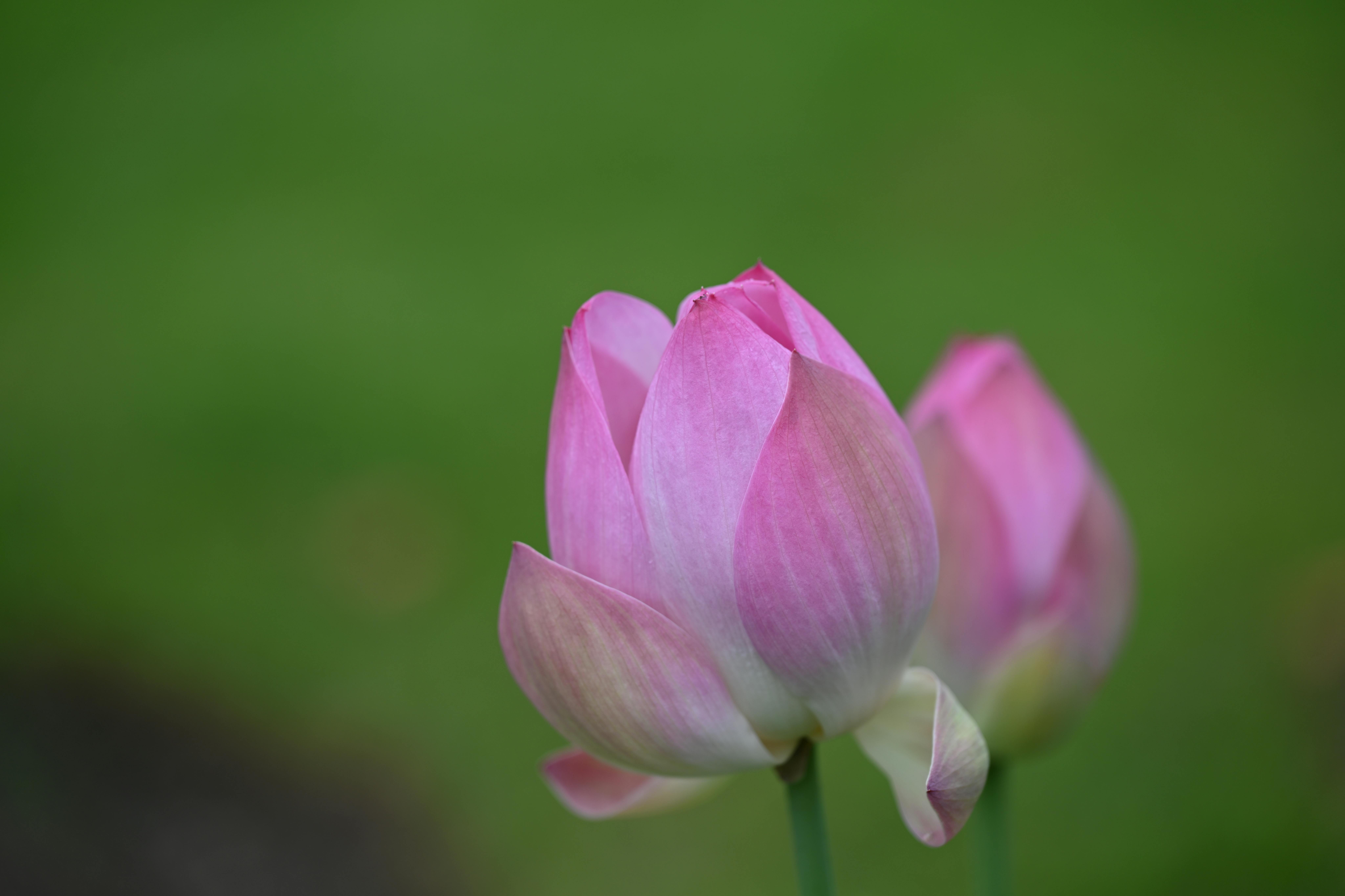 Two pink lotus flowers are in the grass · Free Stock Photo