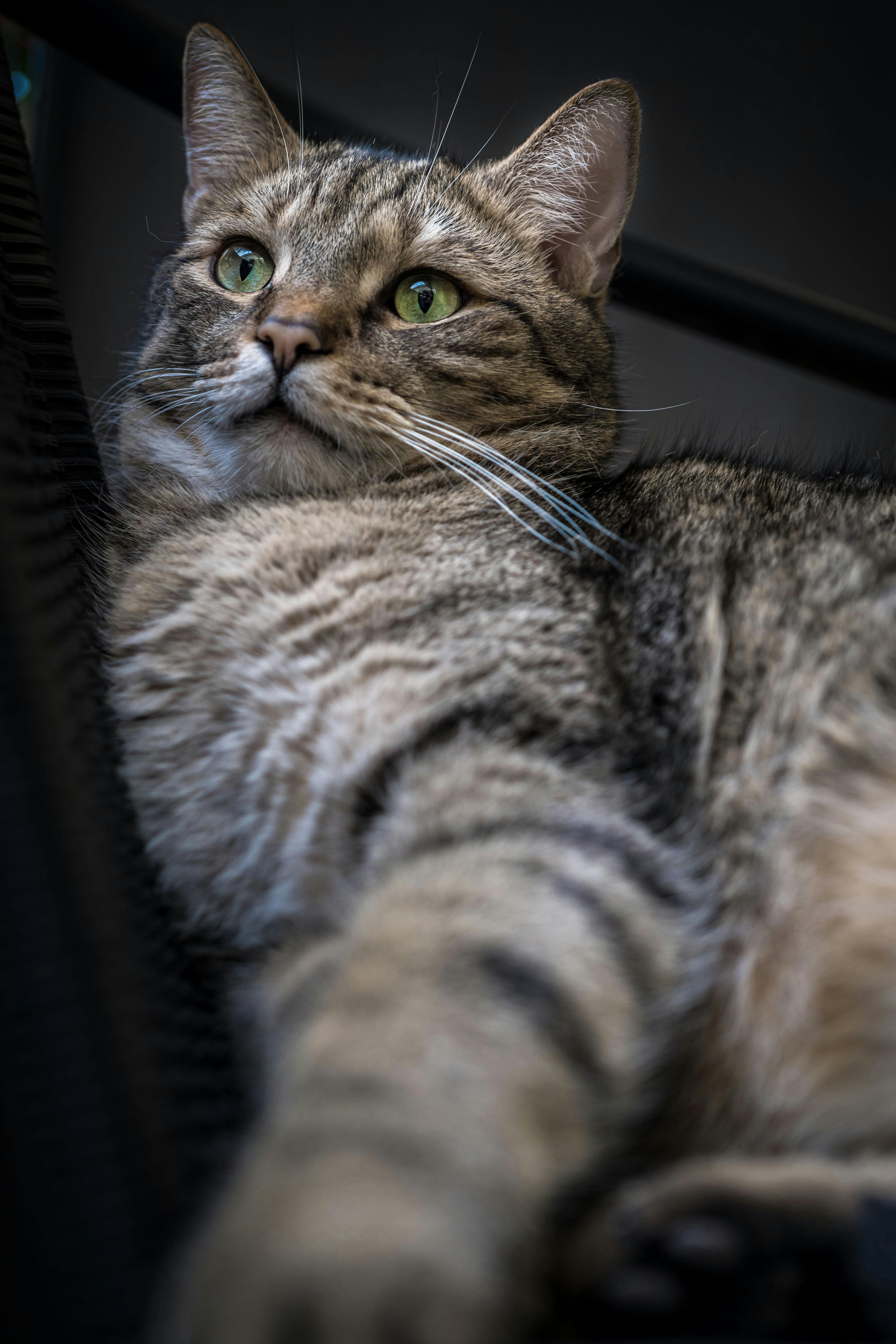 Kater Carlo · Free Stock Photo