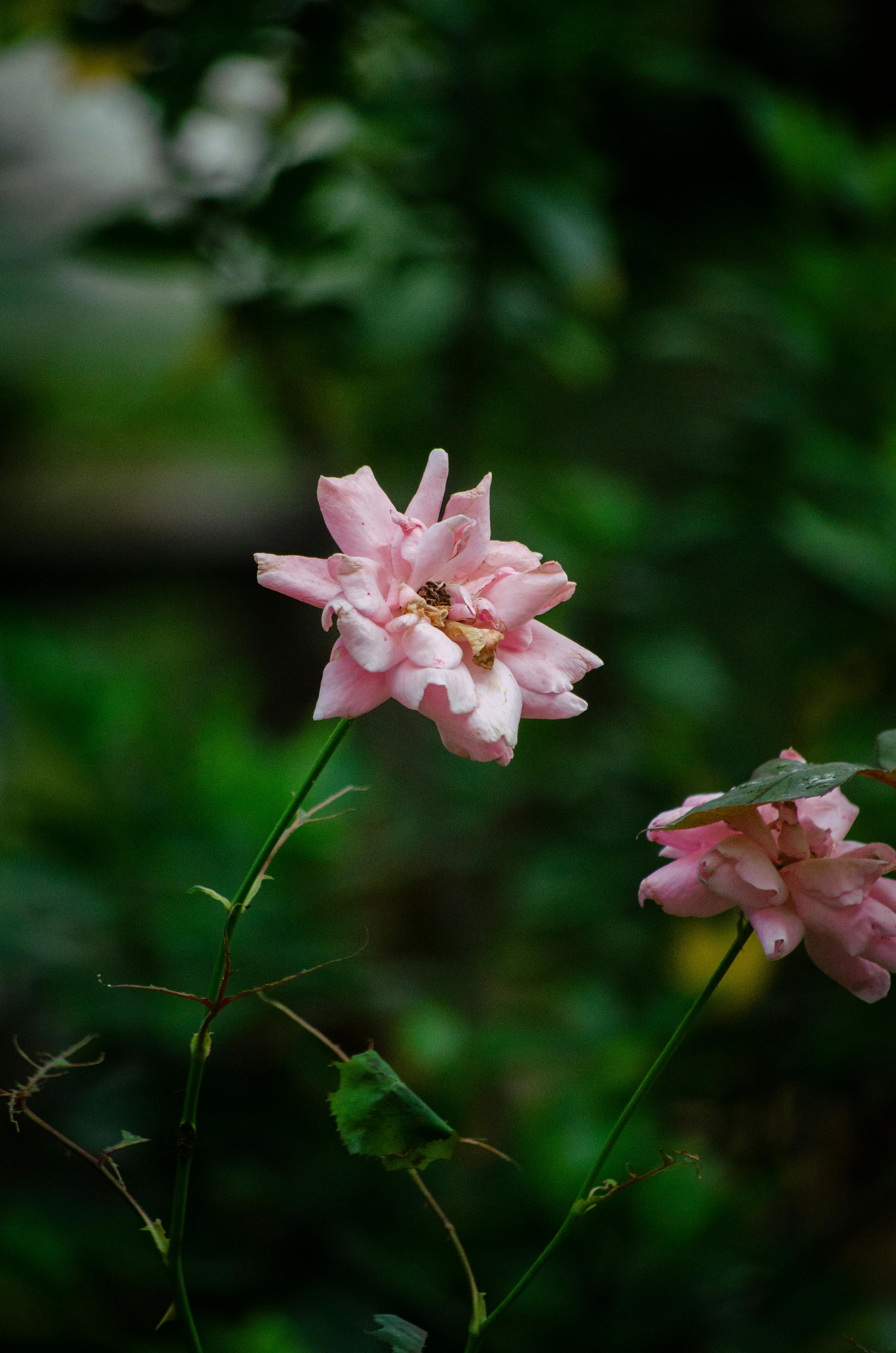 Close-up of Pink Rose Flower · Free Stock Photo
