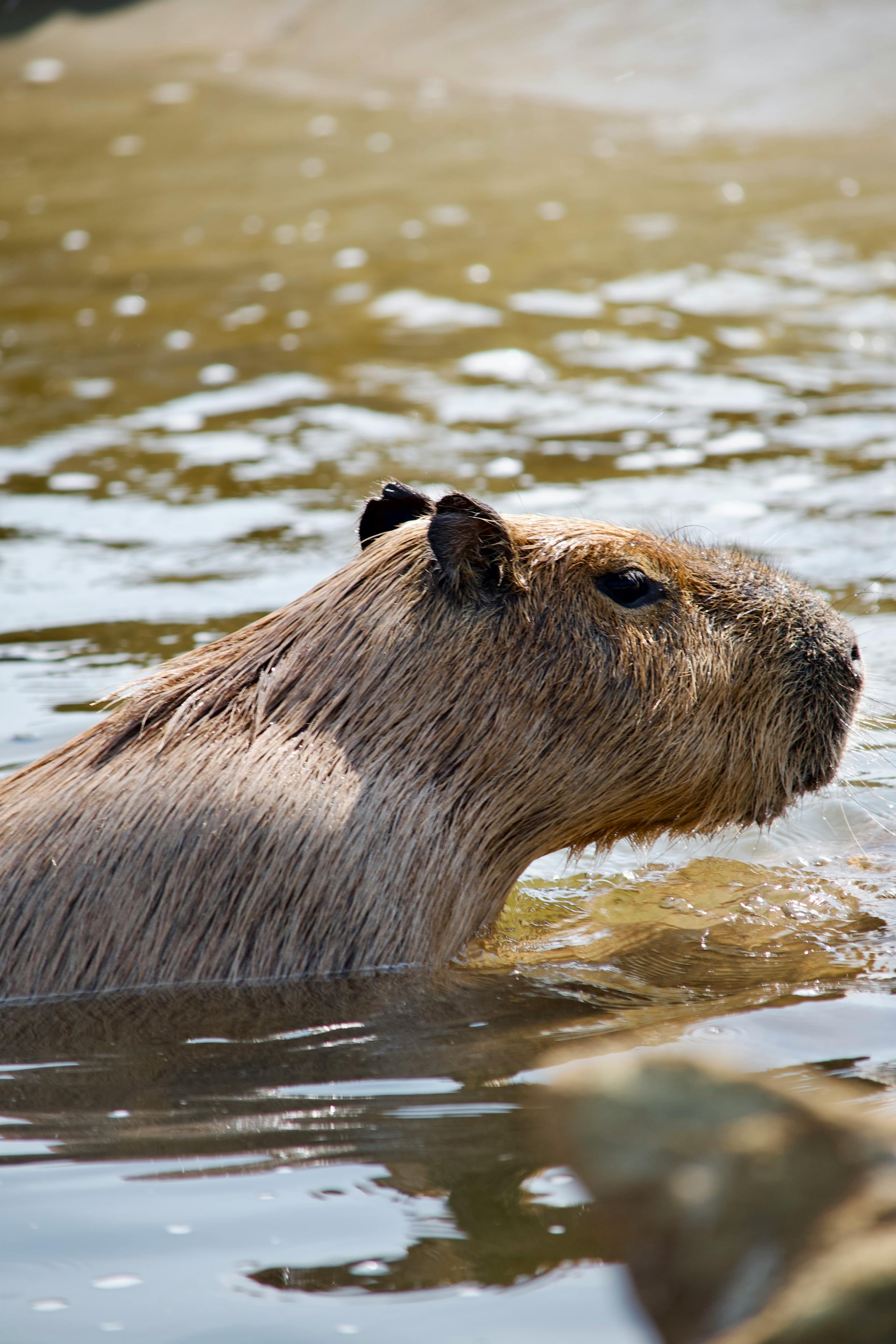 A Capybara With a Hat · Free Stock Photo