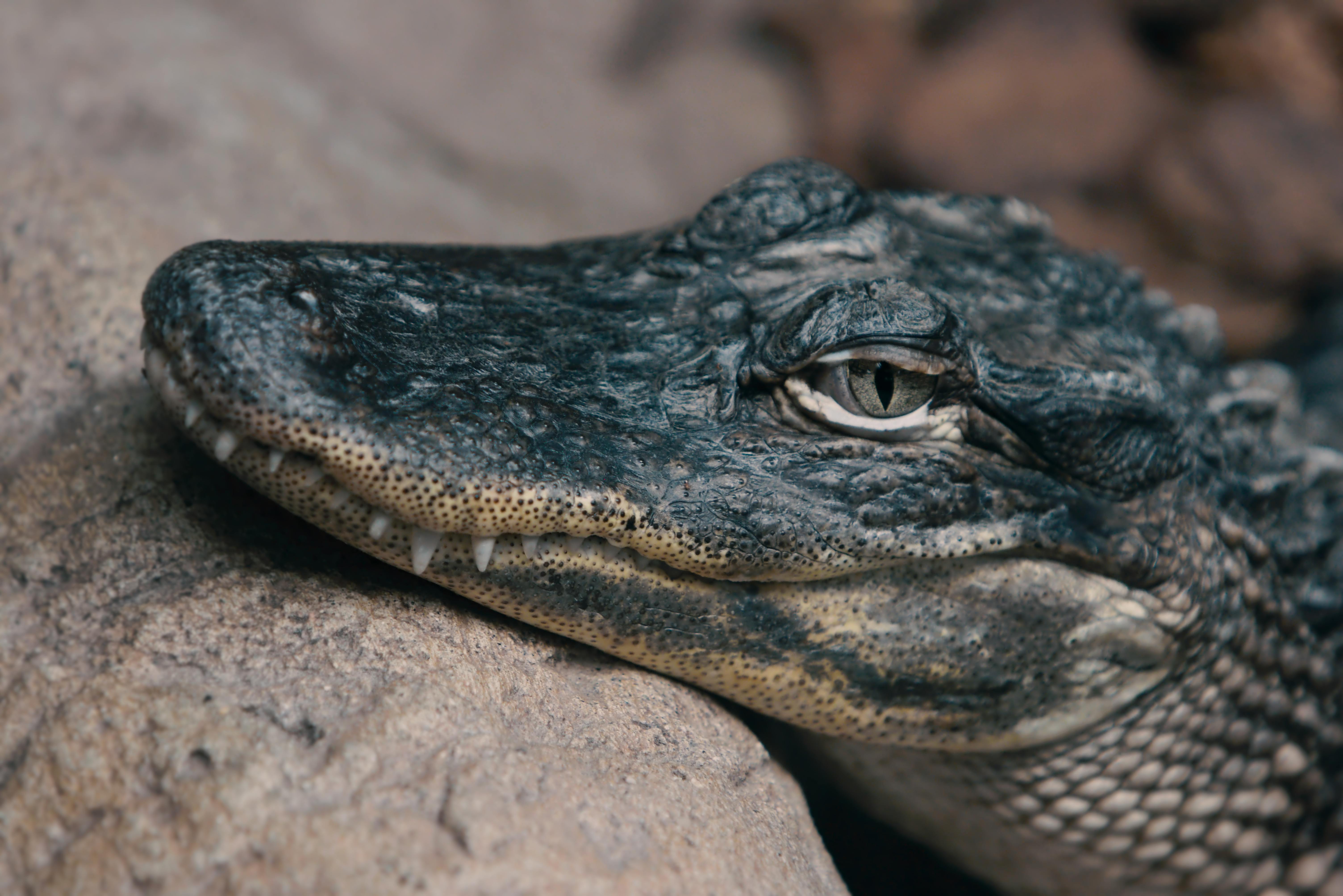 Small Alligator · Free Stock Photo