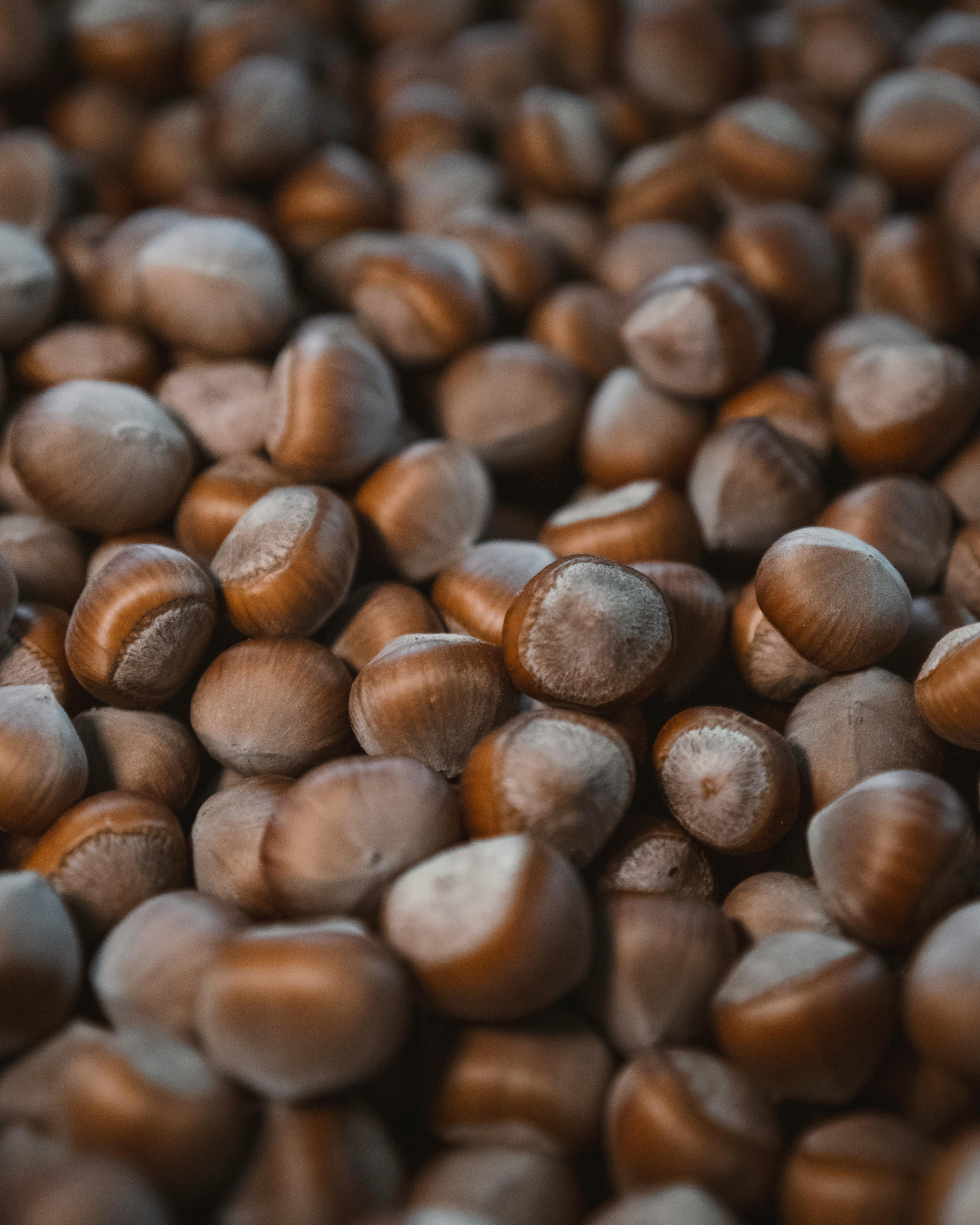 Harvested Hazelnuts · Free Stock Photo