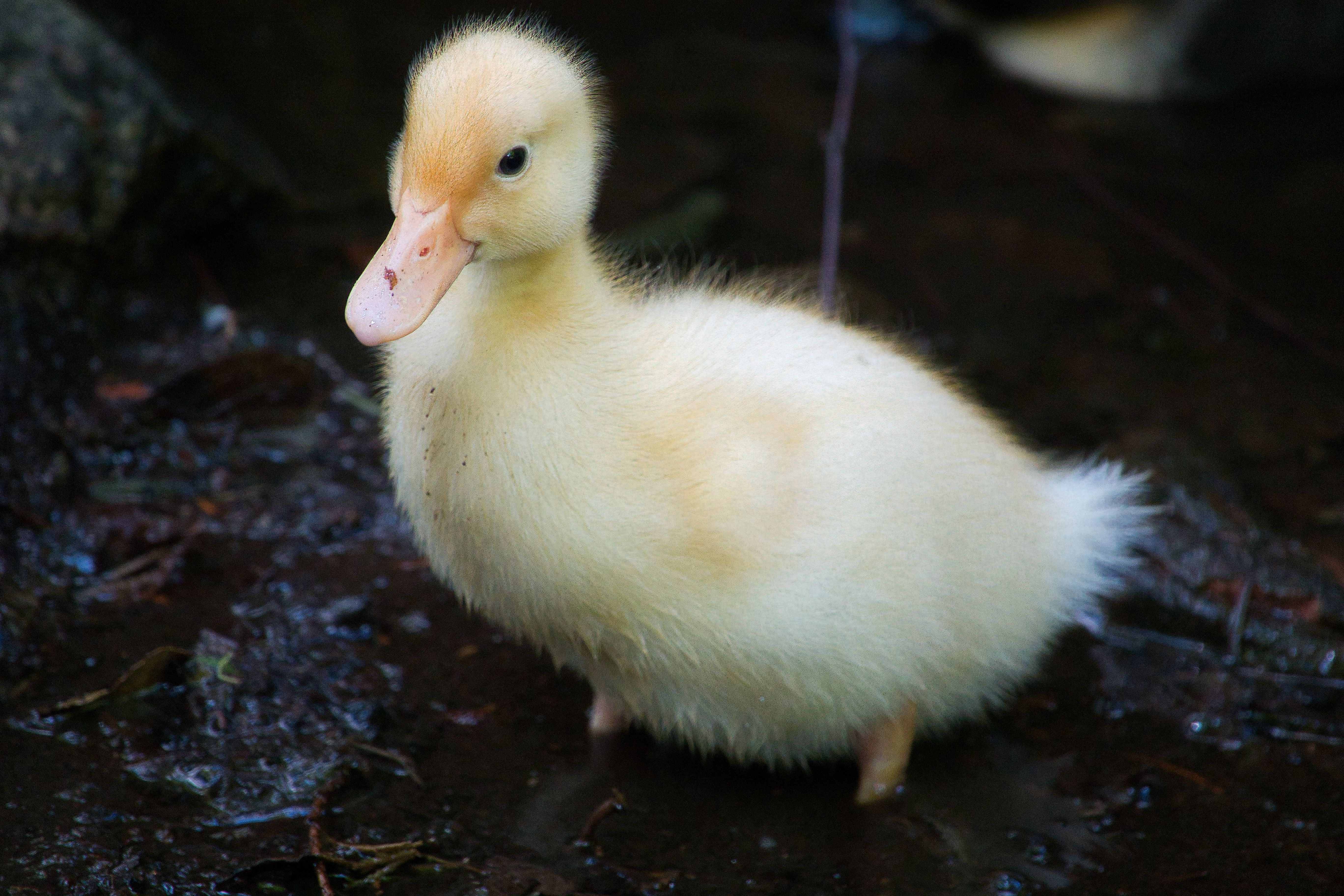 Leucistic duckling · Free Stock Photo