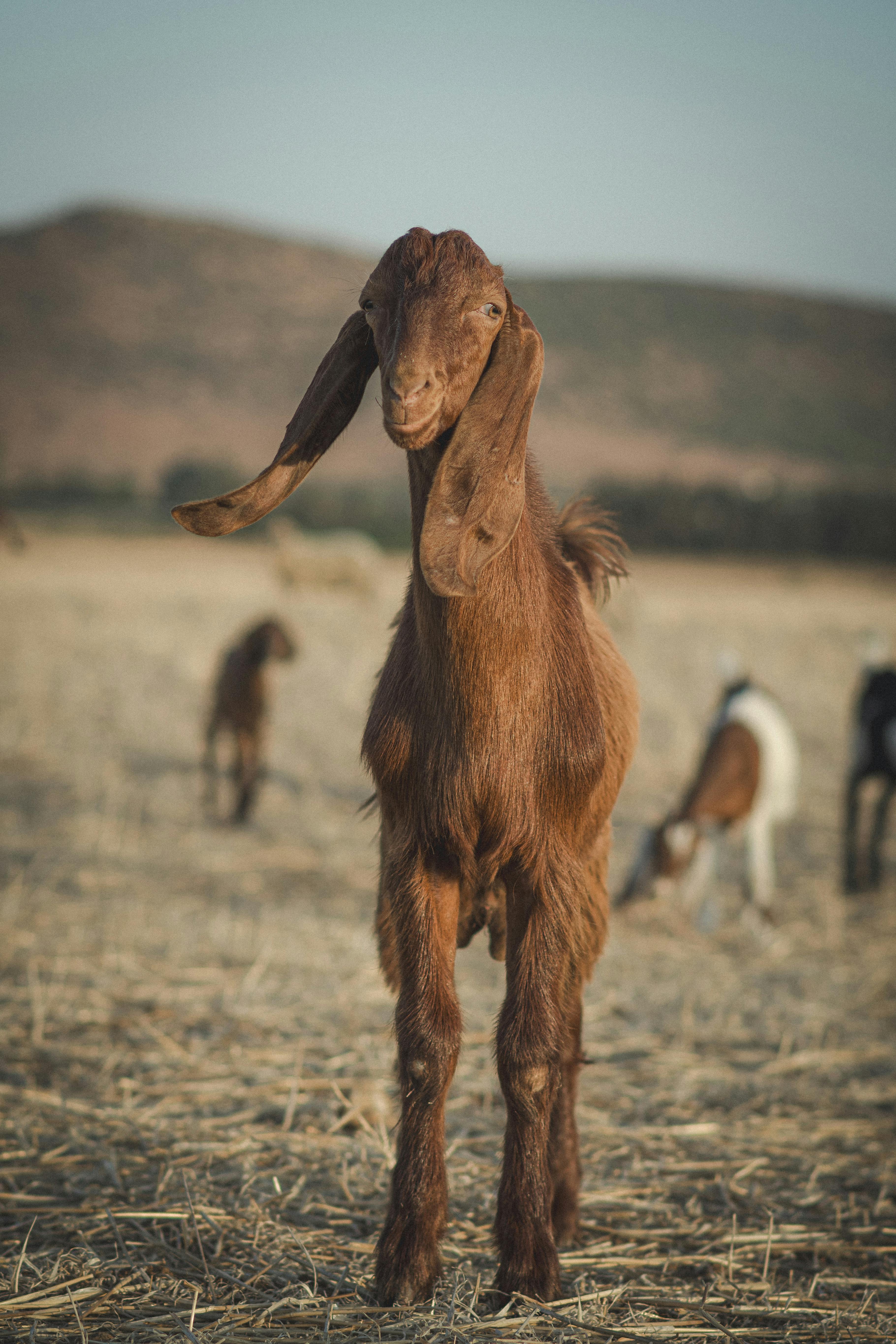 Red Goat · Free Stock Photo