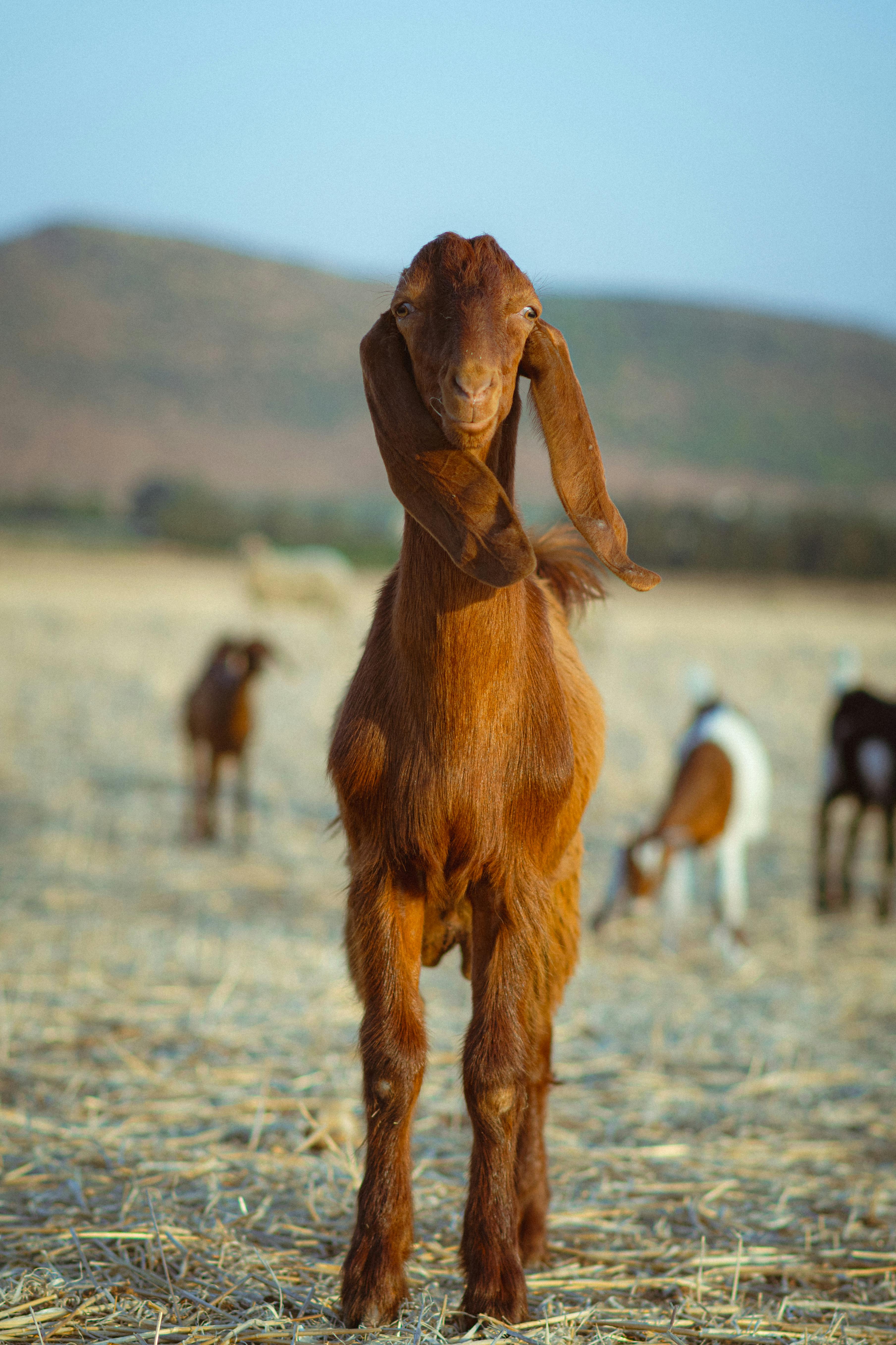 Red Goat · Free Stock Photo