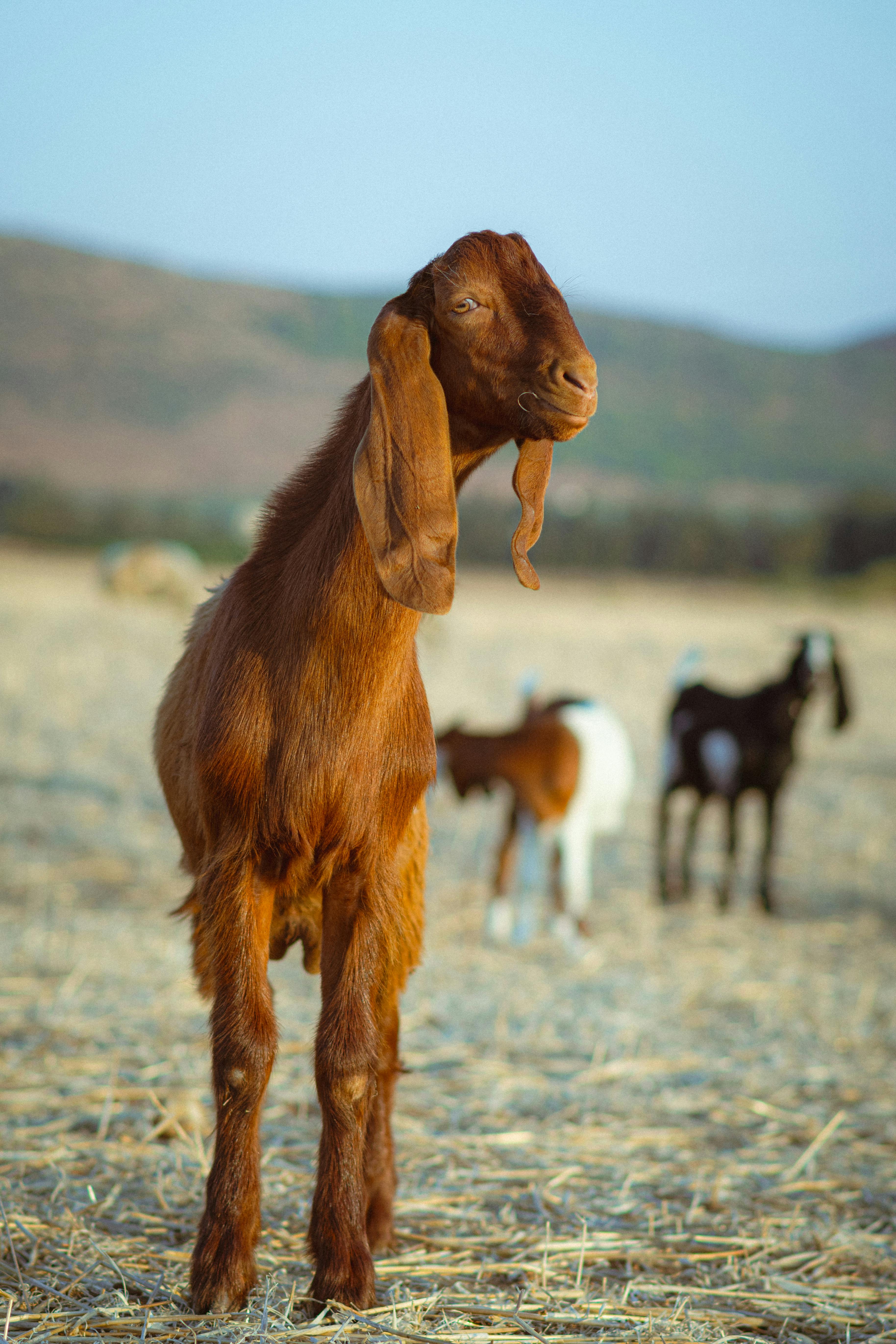 Red Goat · Free Stock Photo