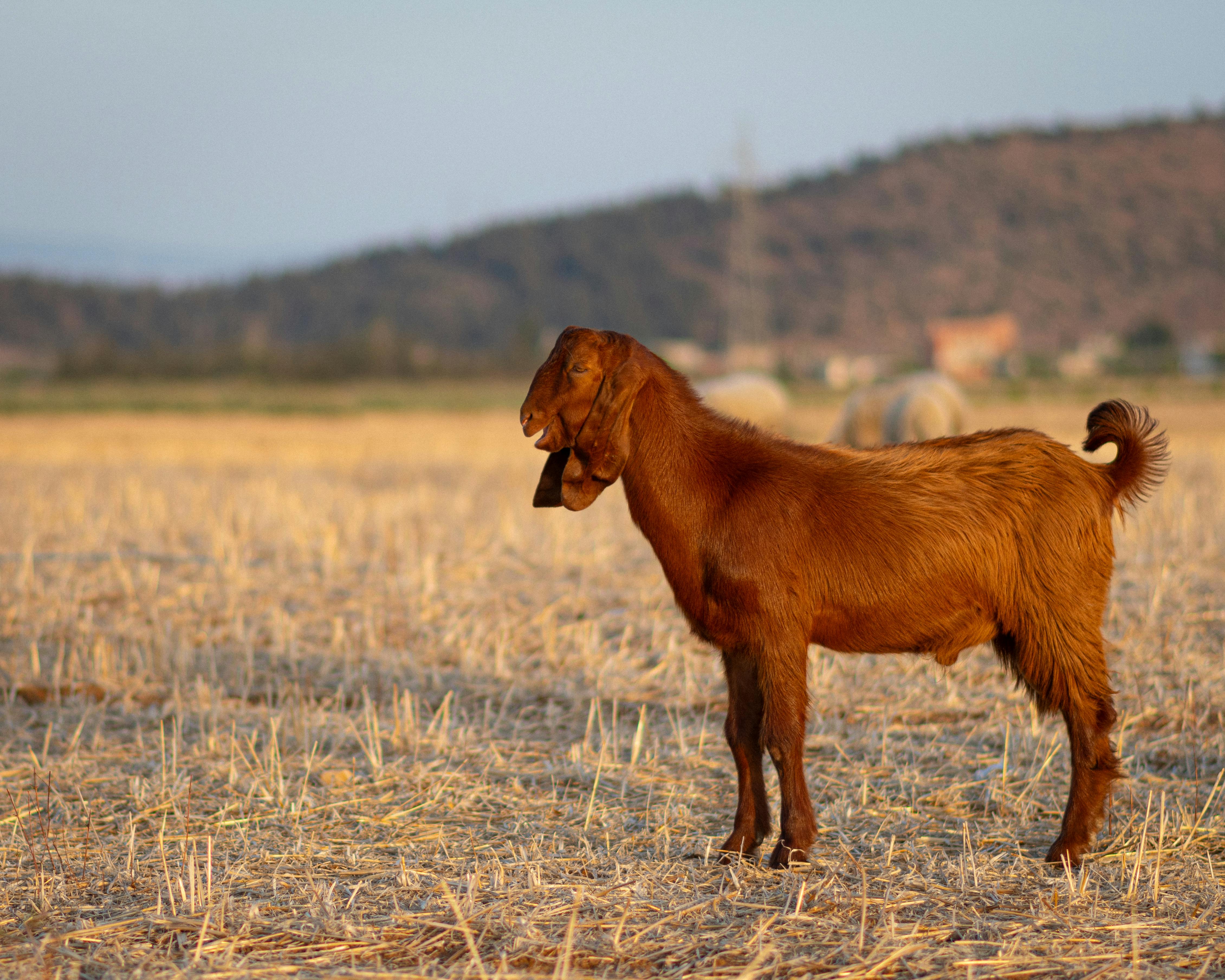 Red Goat · Free Stock Photo