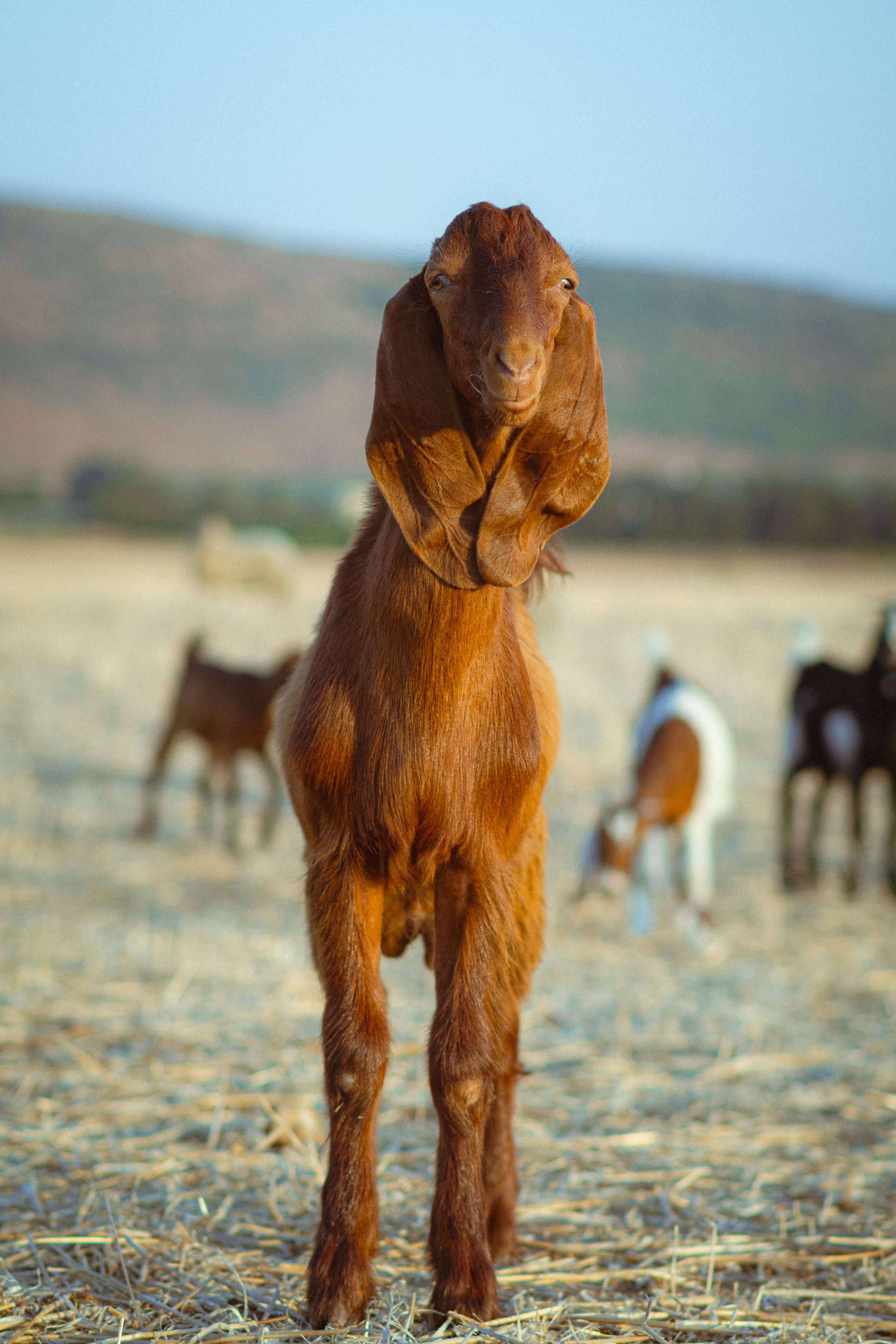 Red Goat · Free Stock Photo
