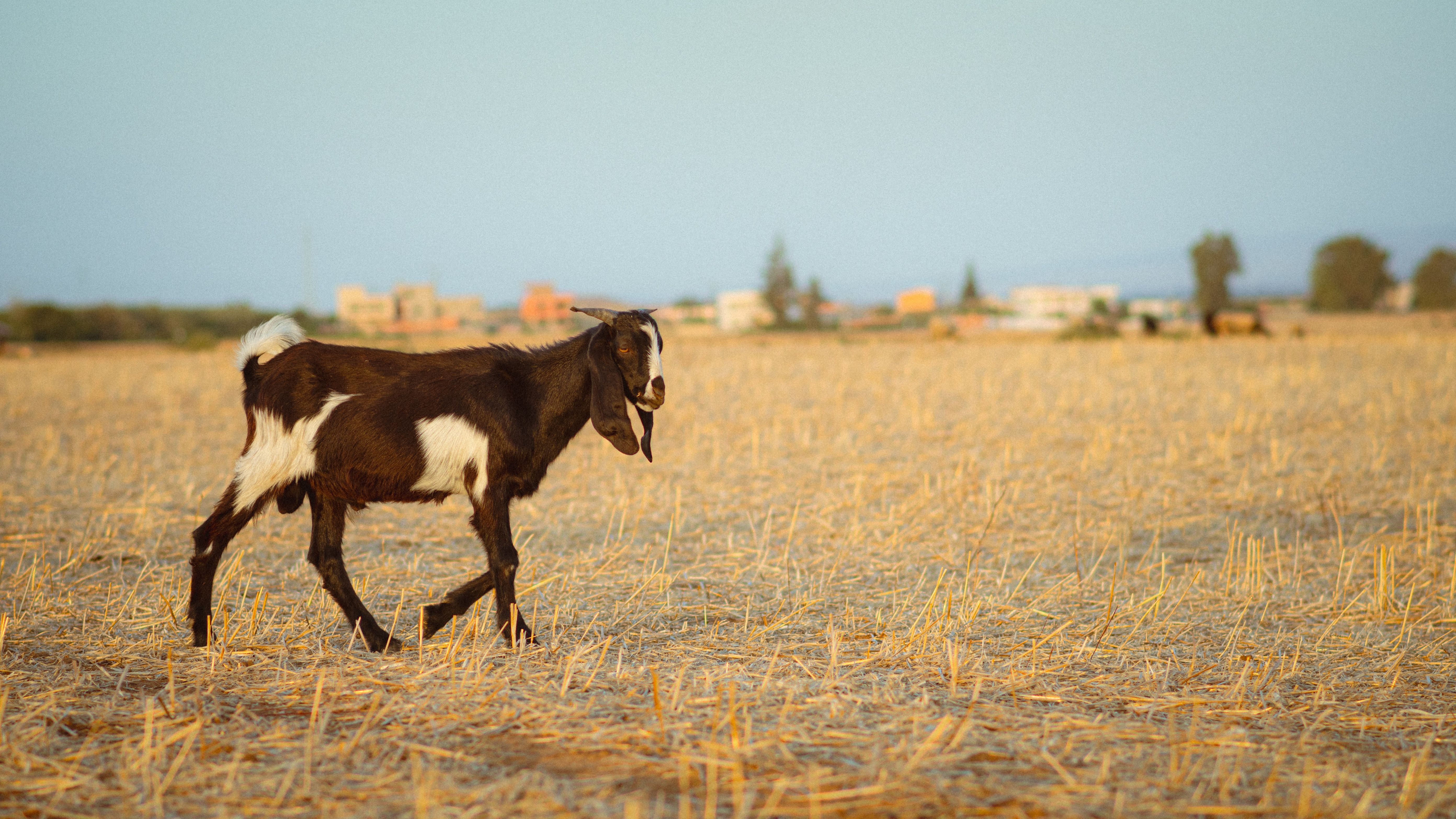 Red Goat · Free Stock Photo