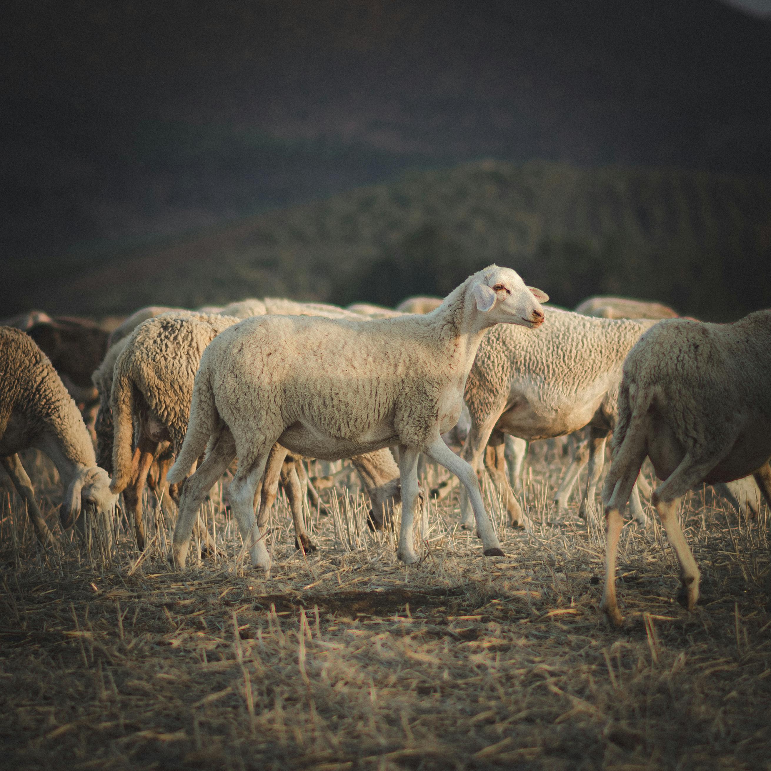 White Sheep on Farm · Free Stock Photo