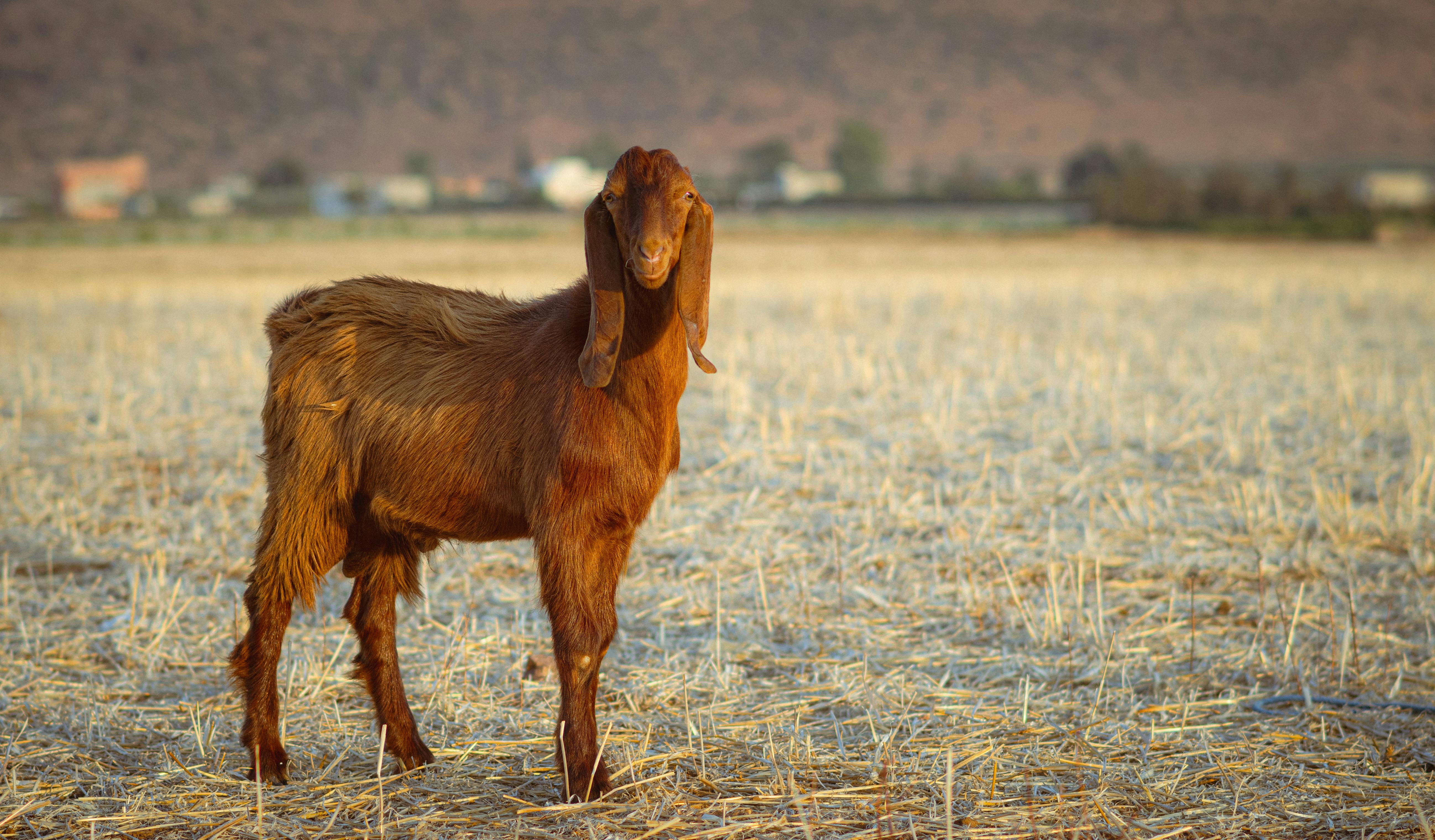 Red Goat · Free Stock Photo