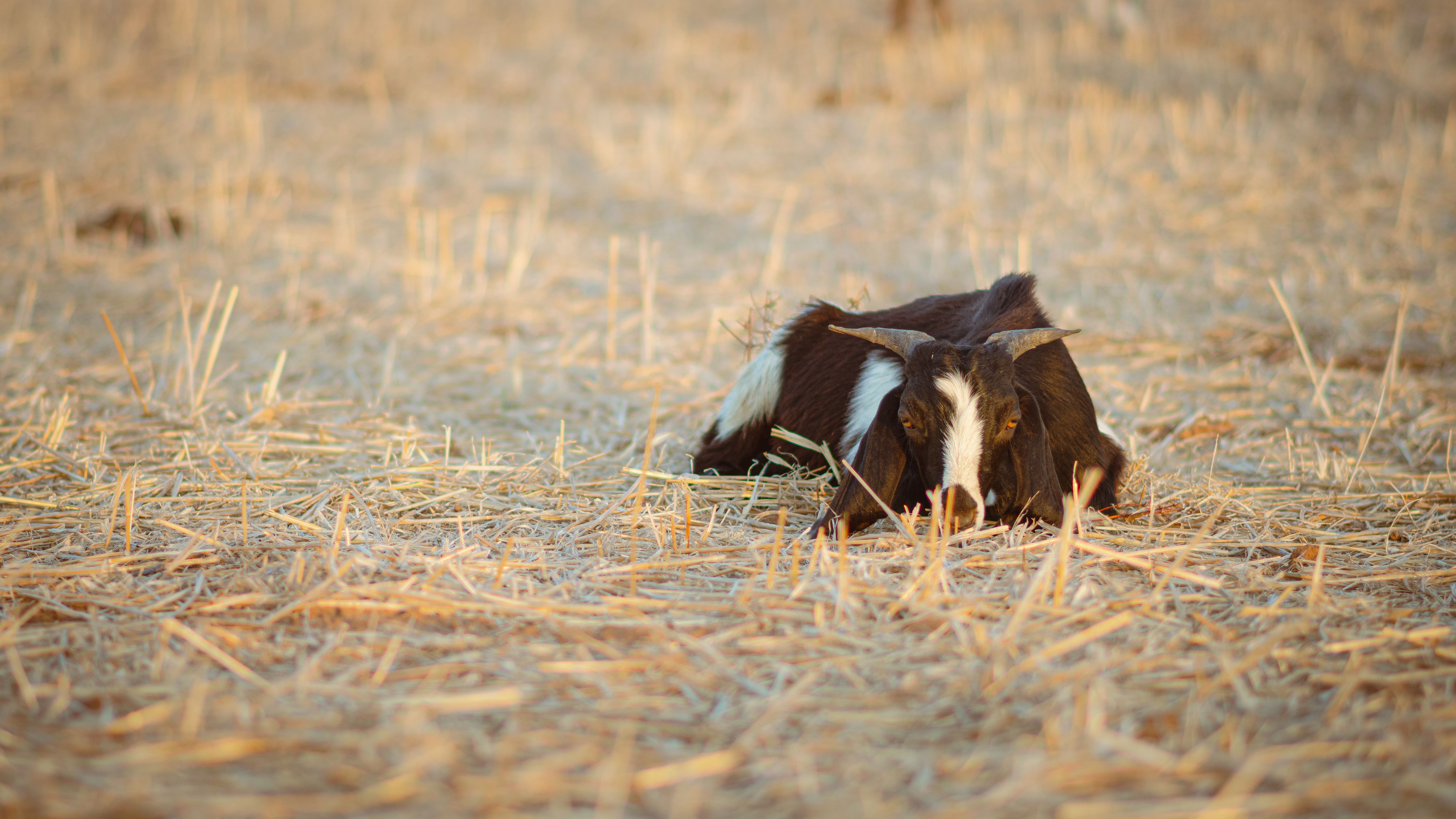 Red Goat · Free Stock Photo