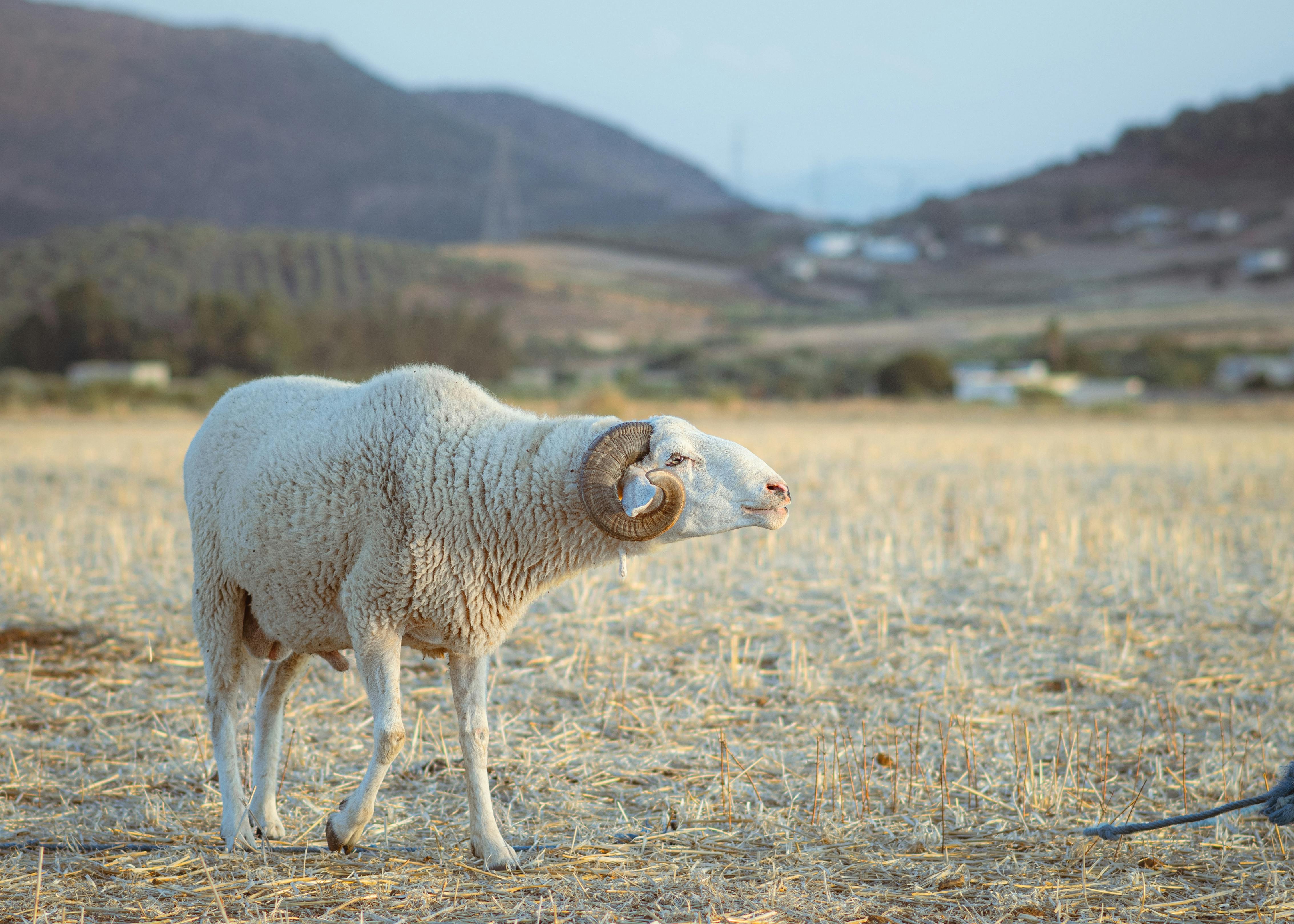 Ram wallpaper · Free Stock Photo